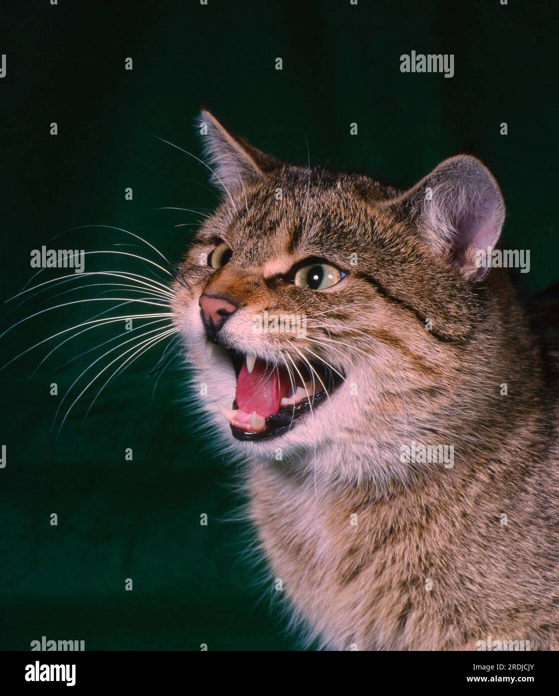 Domestic cat, tabby, hissing Stock Photo - Alamy