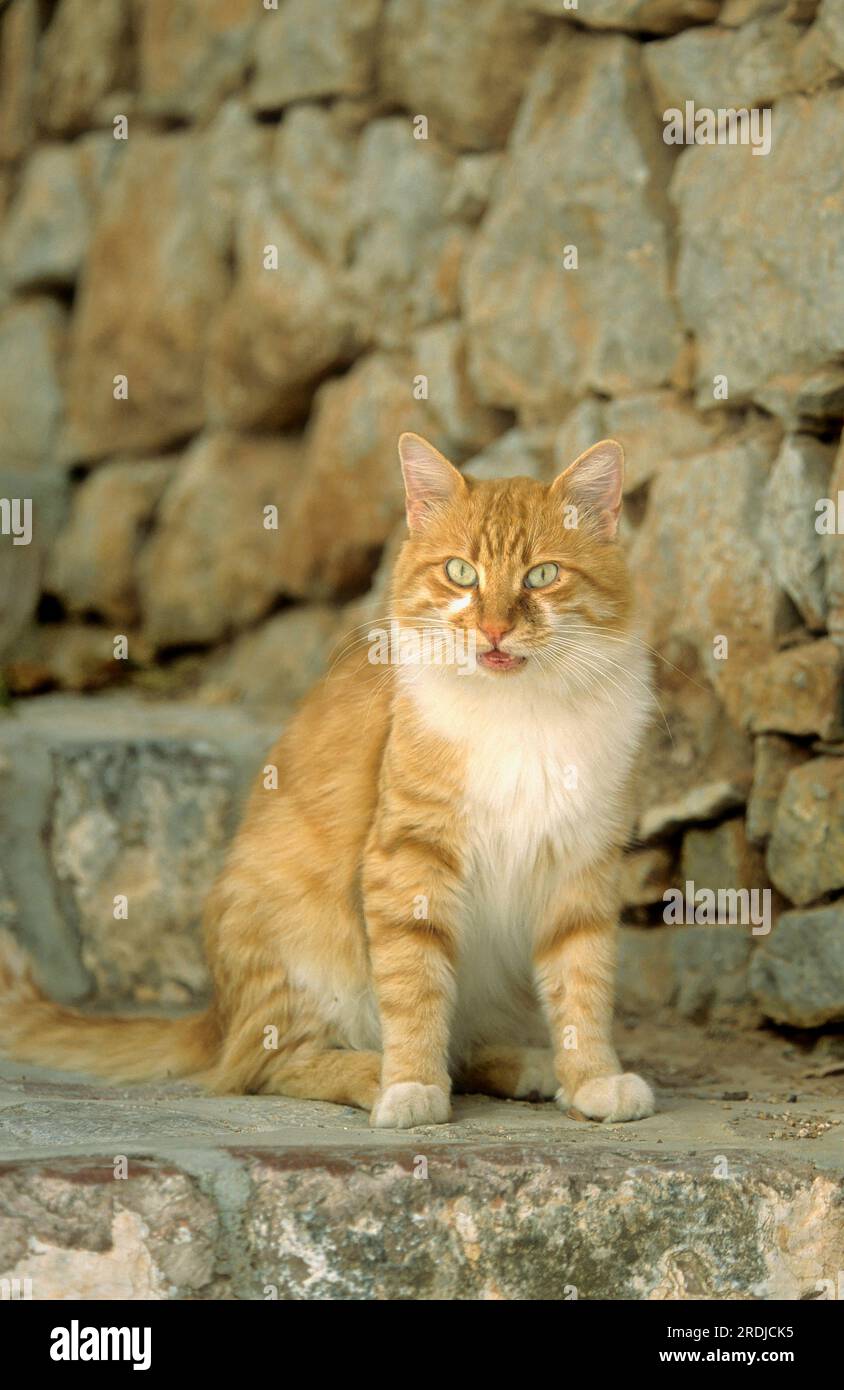Tomcat on stairs hi-res stock photography and images - Alamy