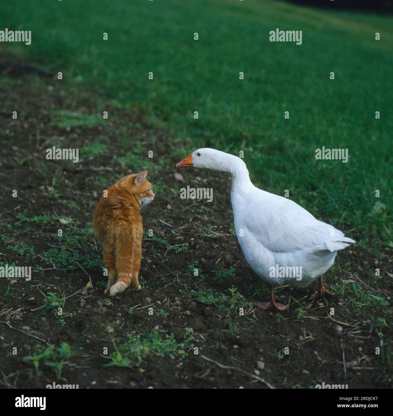 White stripe geese hi-res stock photography and images - Alamy