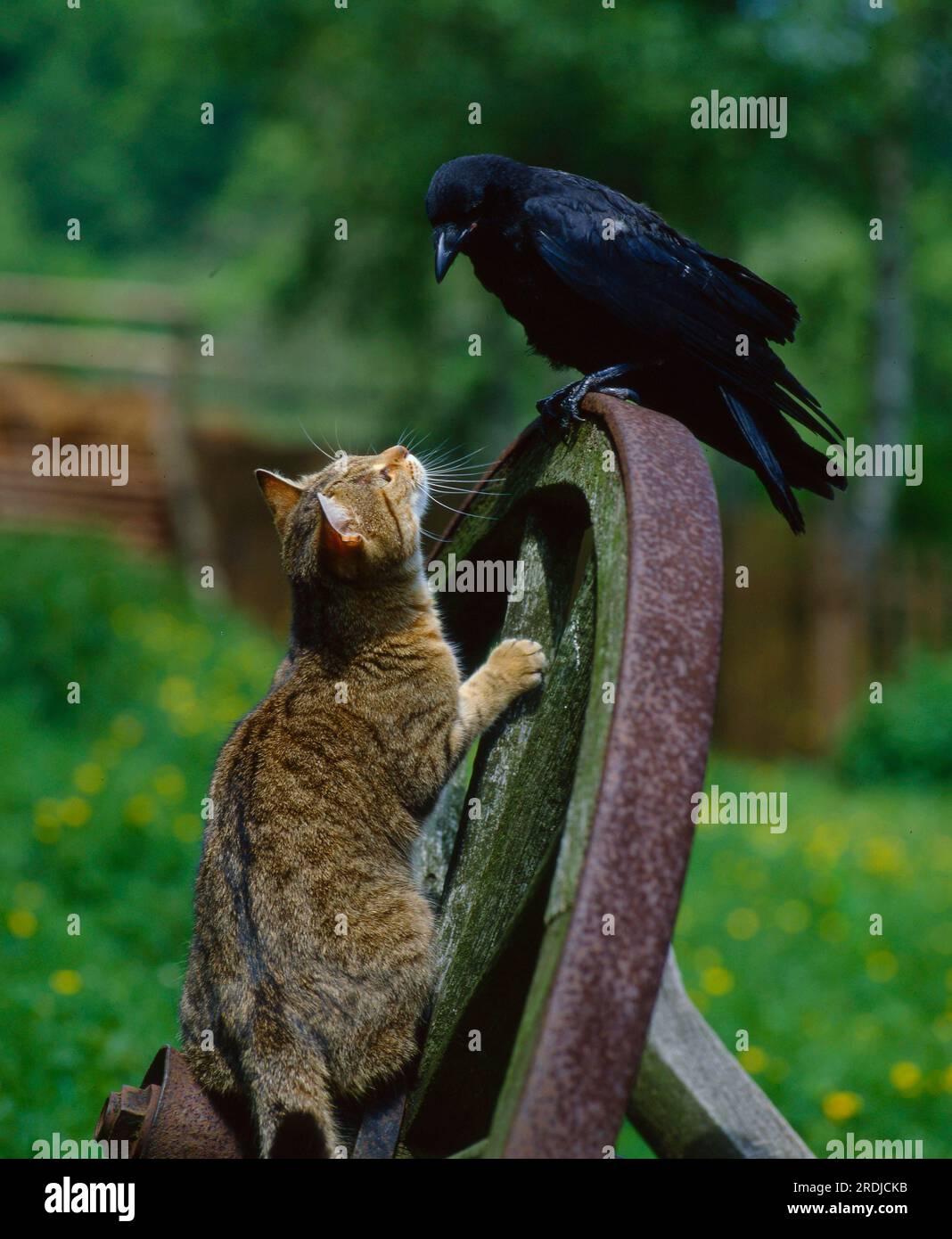 Domestic cat and carrion crow (Corvus corone Stock Photo - Alamy