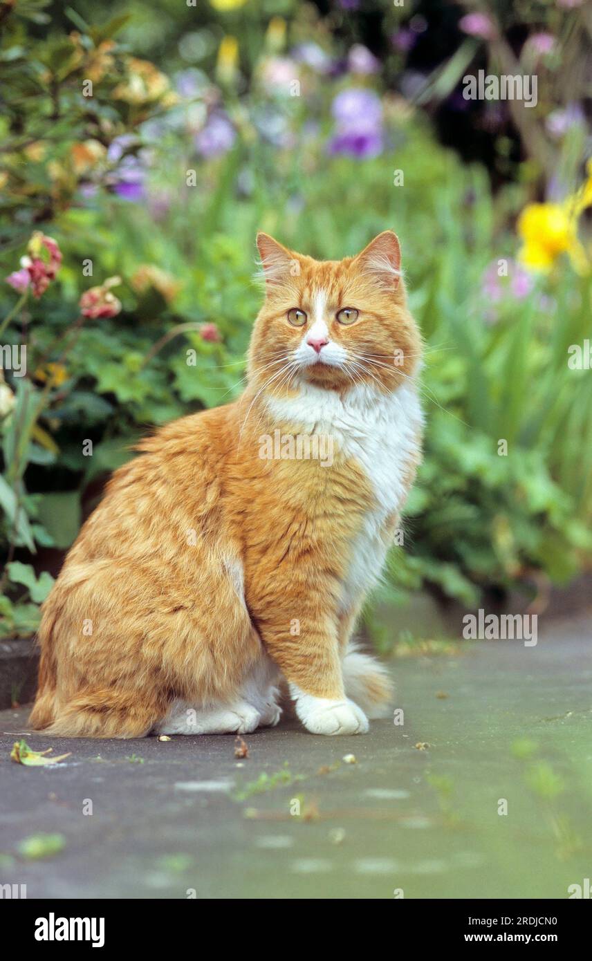 Red and white tomcat in the garden Stock Photo - Alamy
