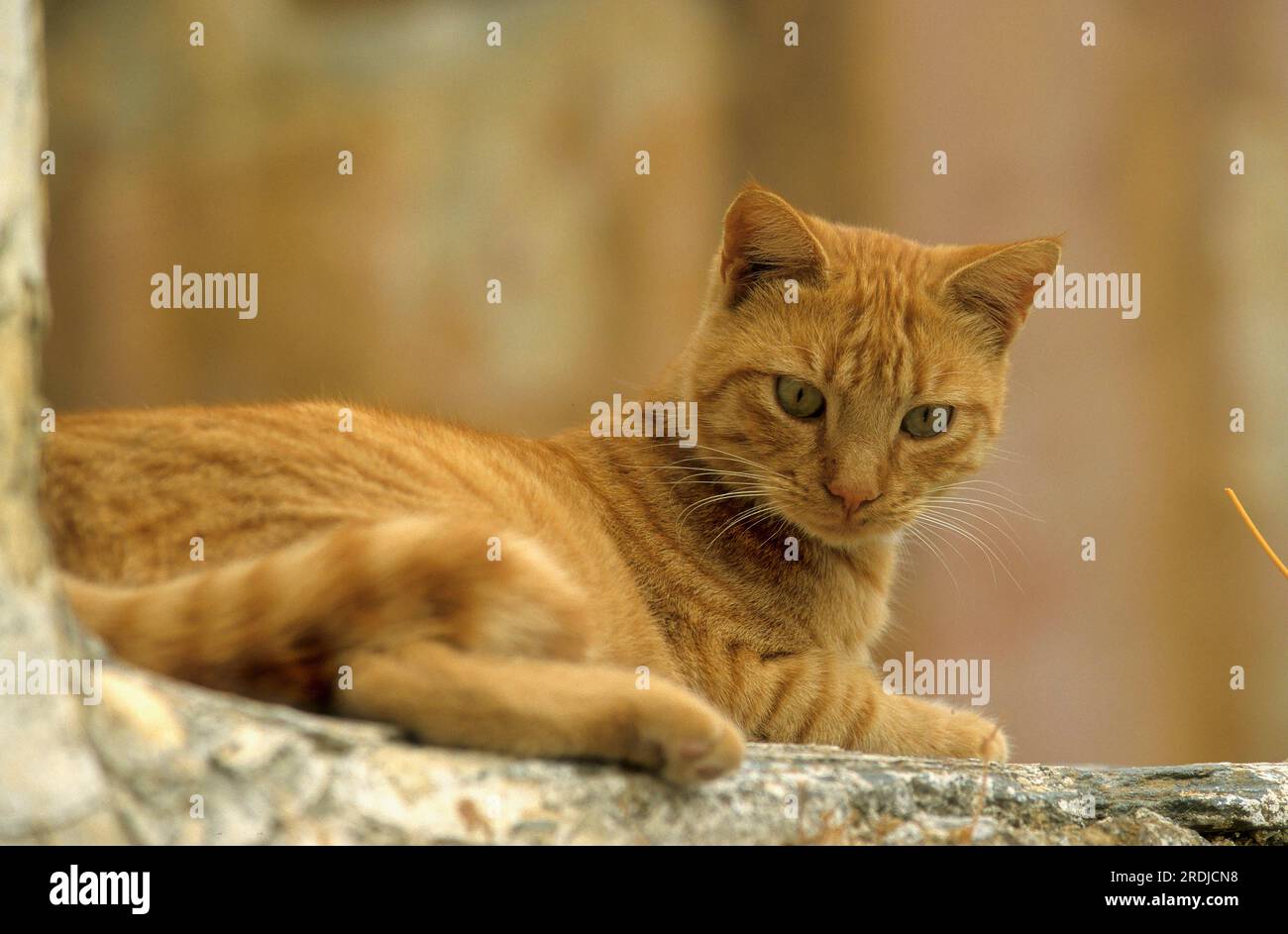 Red and white tomcat Stock Photo - Alamy