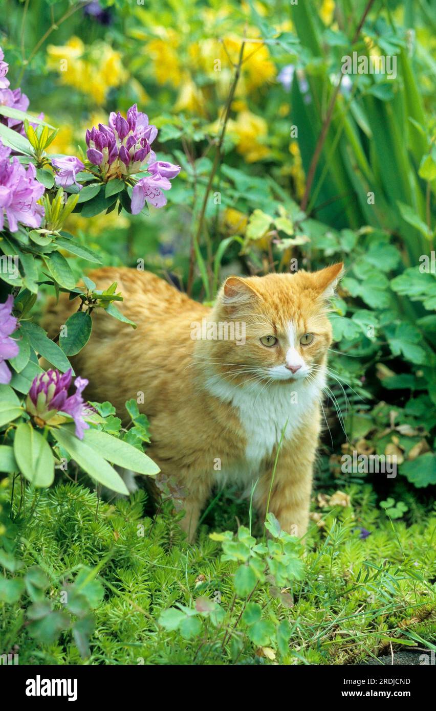Domestic cat, red and white, tomcat in summer garden Stock Photo - Alamy