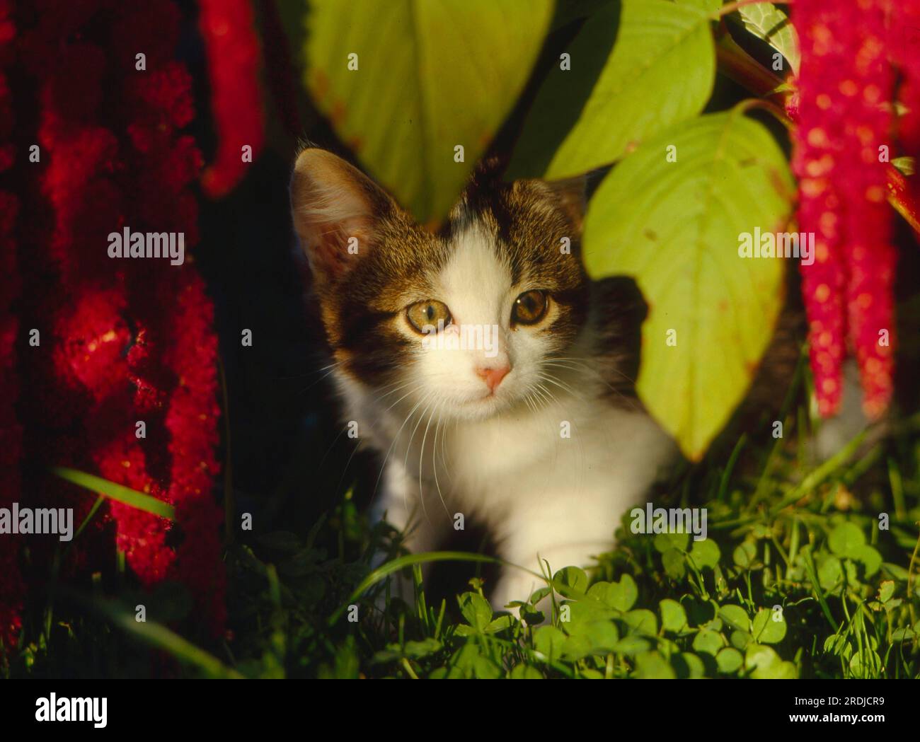 Kittens, 6 weeks old Stock Photo - Alamy