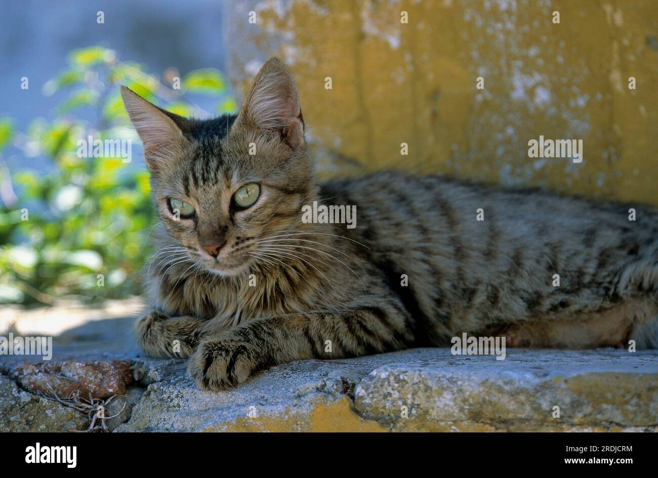 Tabby freshwater polyp (Hydra), Greece Stock Photo - Alamy