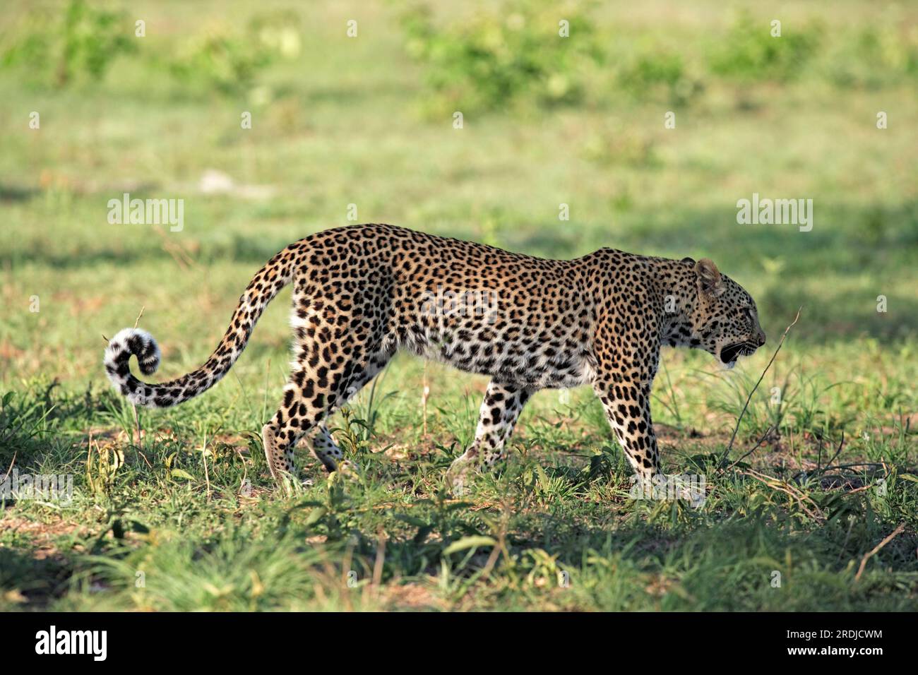 Leopard (Panthera pardus), Kruger National Park, South Africa, Sabisabi ...