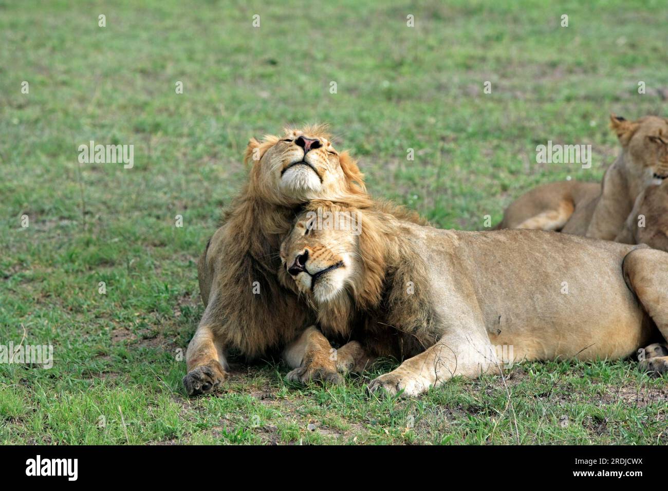African lion behaviour hi-res stock photography and images - Alamy