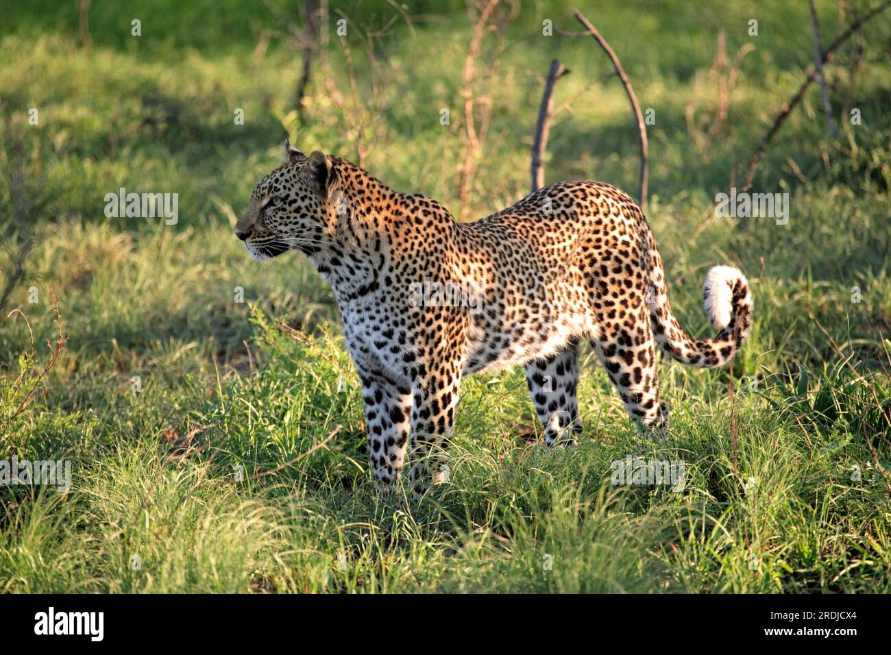 Female leopard hi-res stock photography and images - Alamy