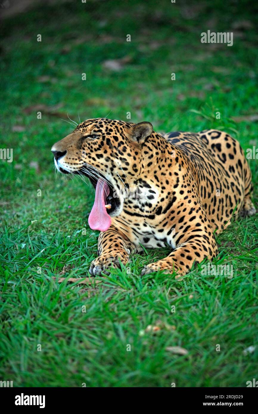 Jaguar (Panthera onca), Pantanal, Brazil, Adult, Male, portrait, Lying ...
