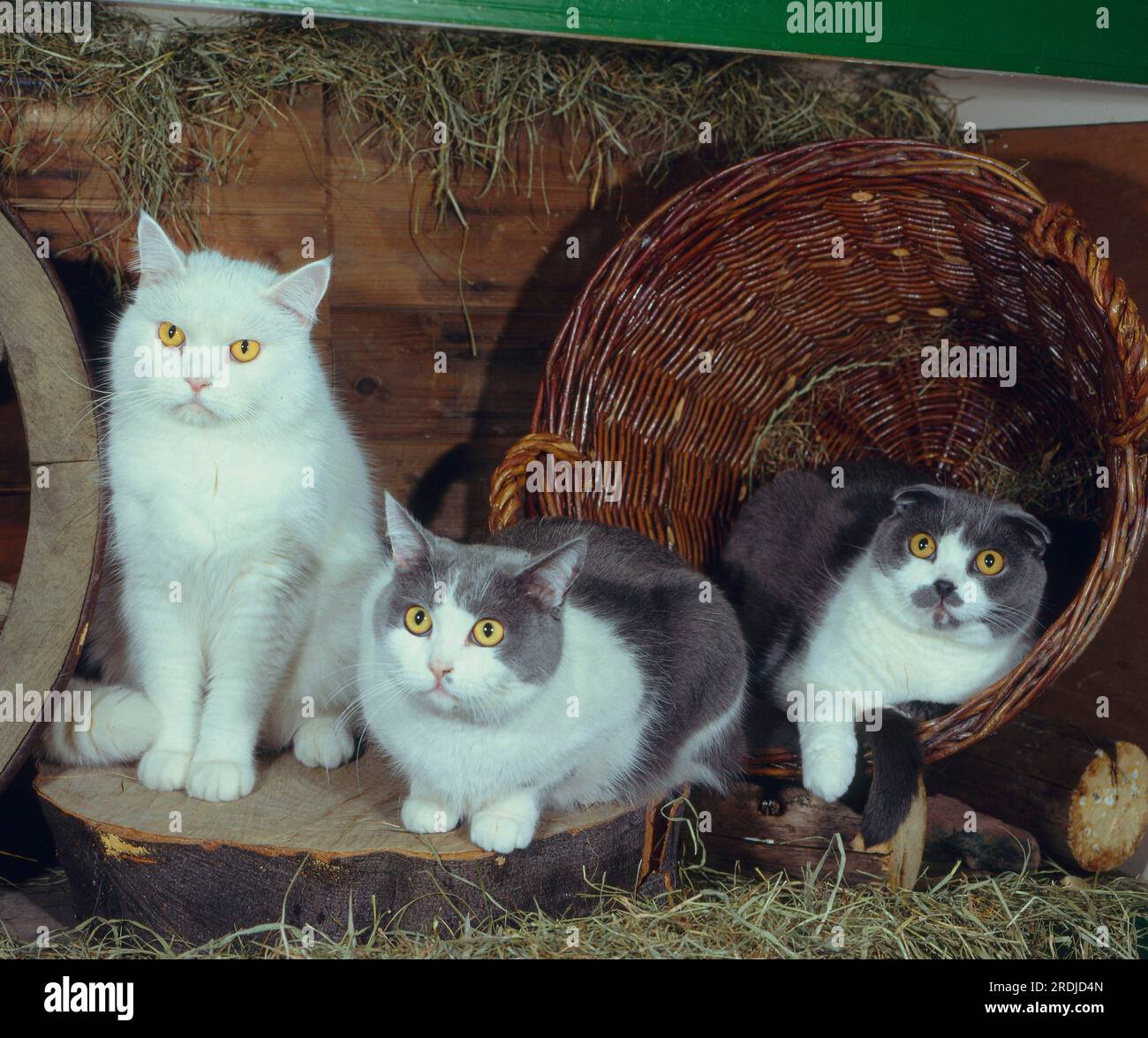 2 Domestic cats and folded-eared cats Stock Photo - Alamy