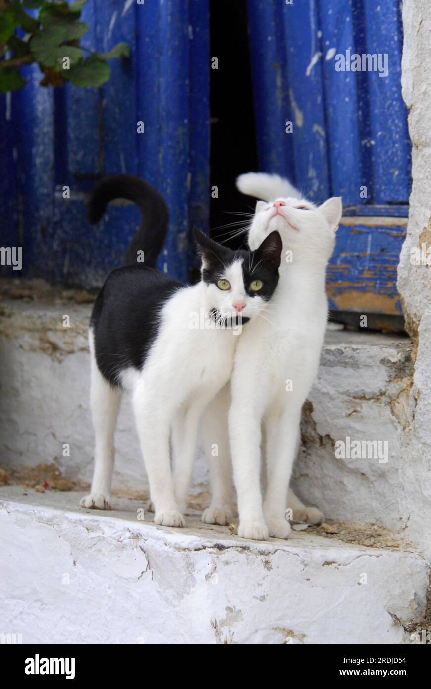 Two domestic cats, black and white, rubbing their heads together, in ...