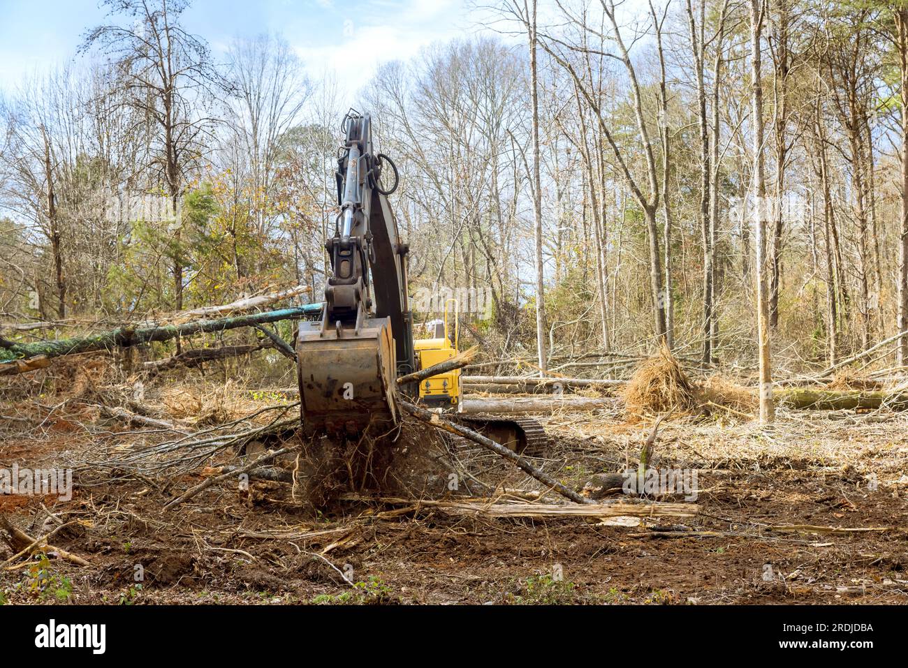 With aid of an excavator worker is removing trees from forest to create ...