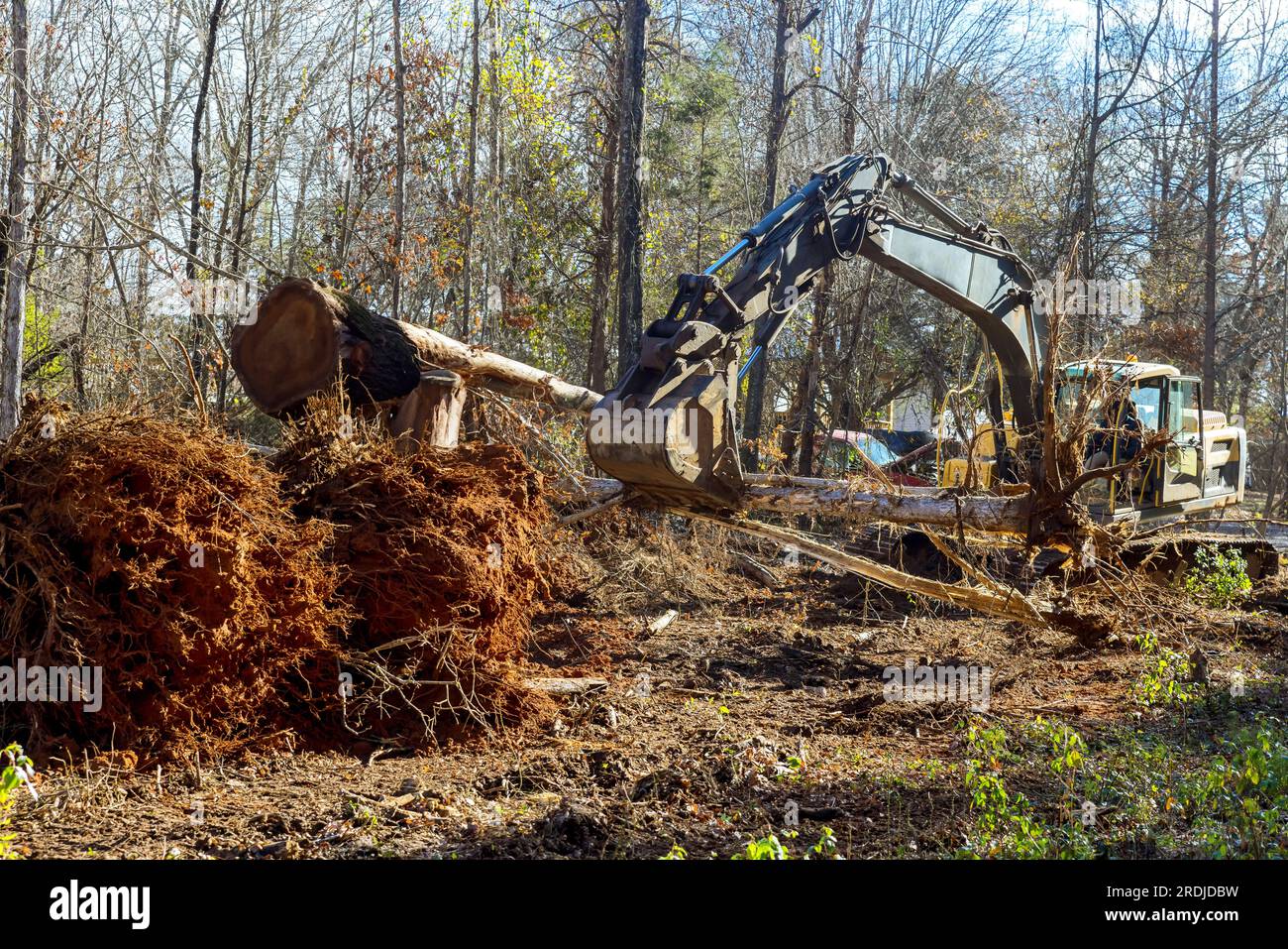 Worker uproots trees in forest with help of an by using excavator ...