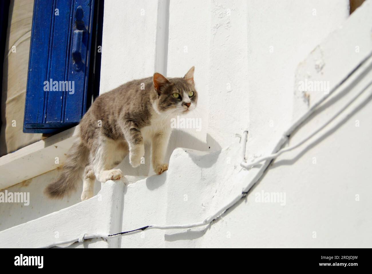 Domestic cat, Blue and White, walking on a wall cornice of a house ...