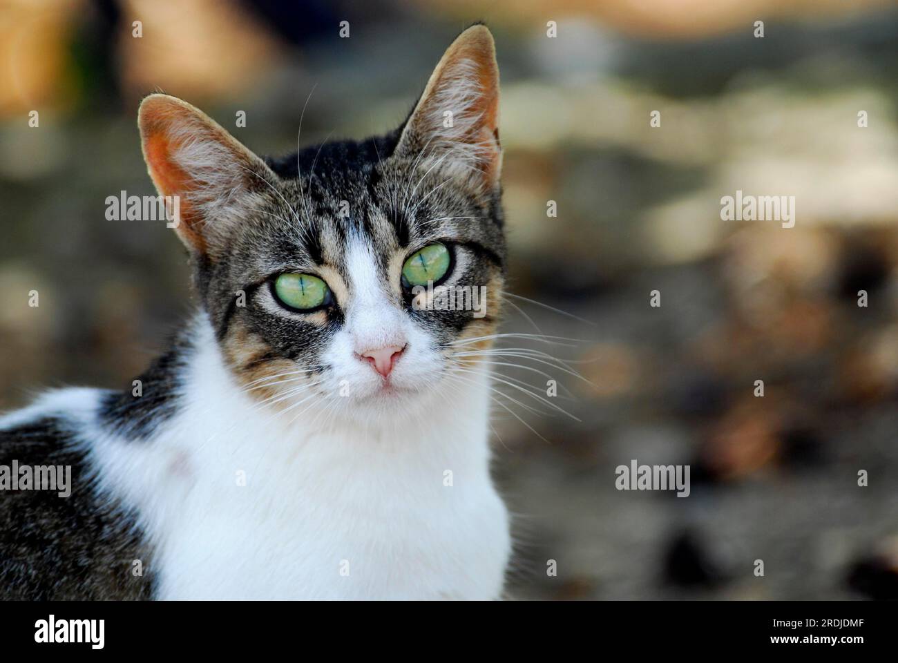 Domestic cat, tabby with white, portrait, Tinos Island, Cyclades ...