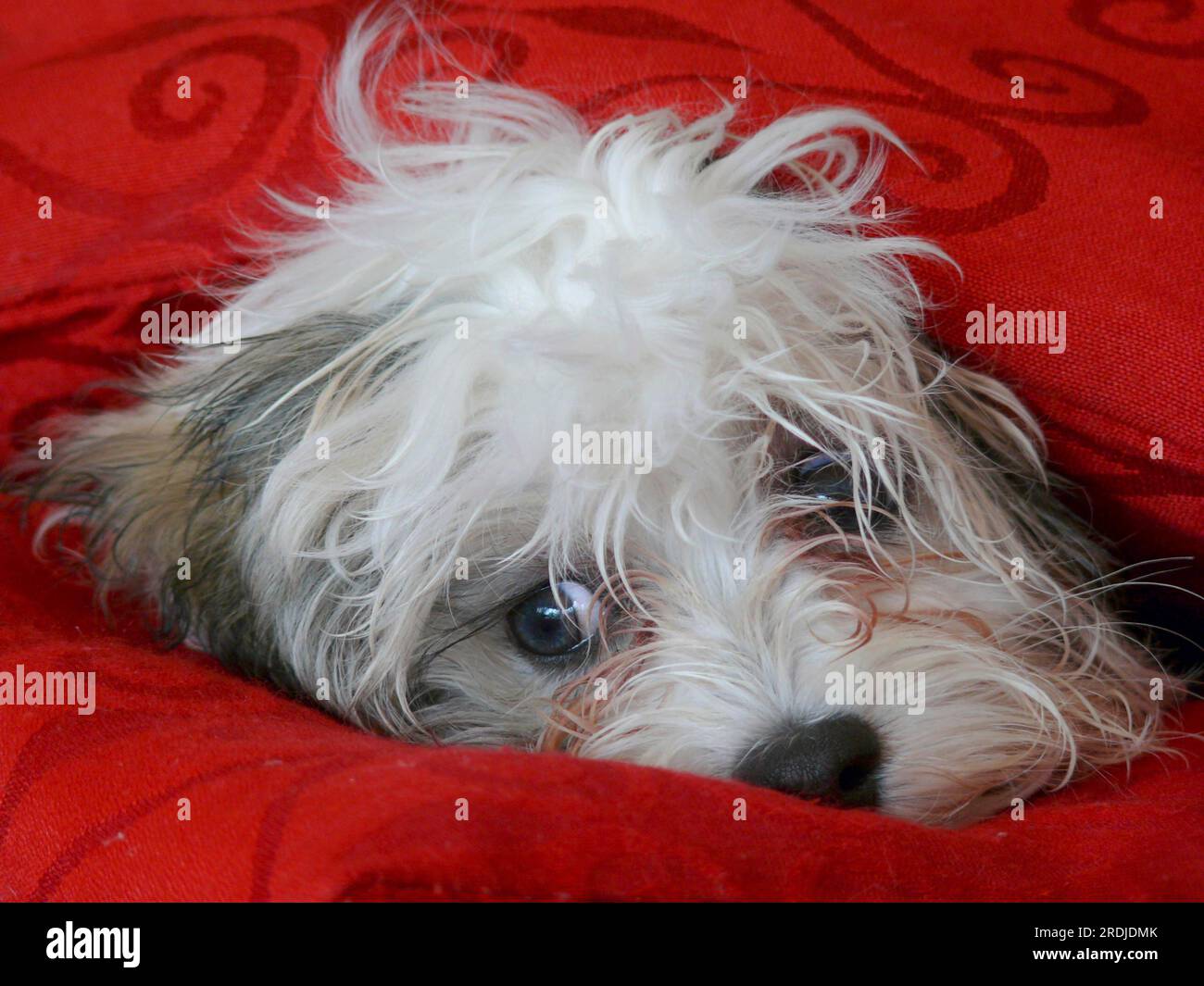 Havanese puppy, head portrait, Bichon Havanais, Bichon Habanero ...