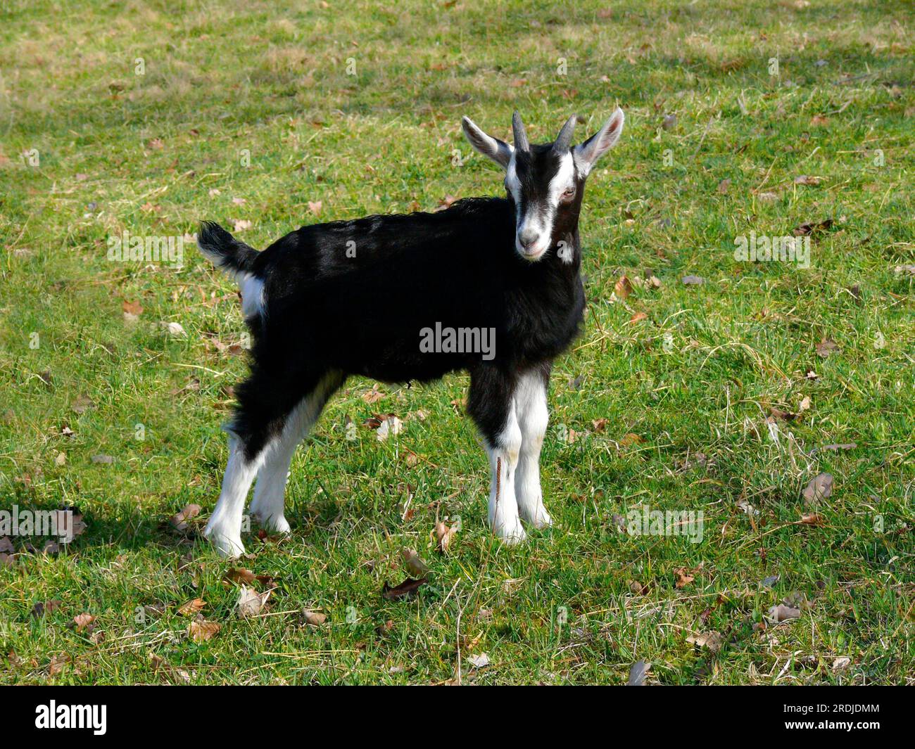 Goat black and white Stock Photo - Alamy