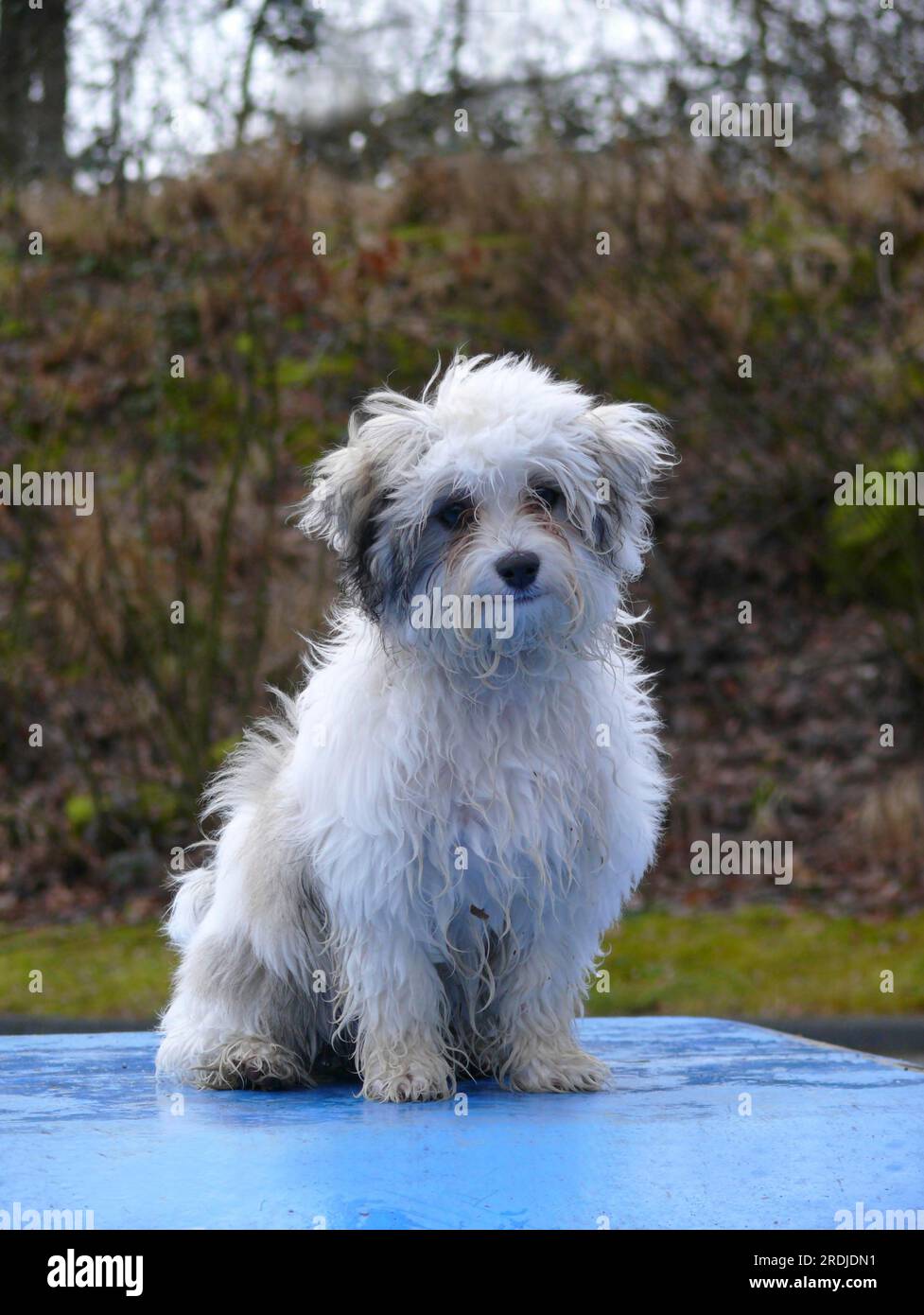 Havanese puppy, Bichon Havanais, Bichon Habanero, Havanese, FCI ...