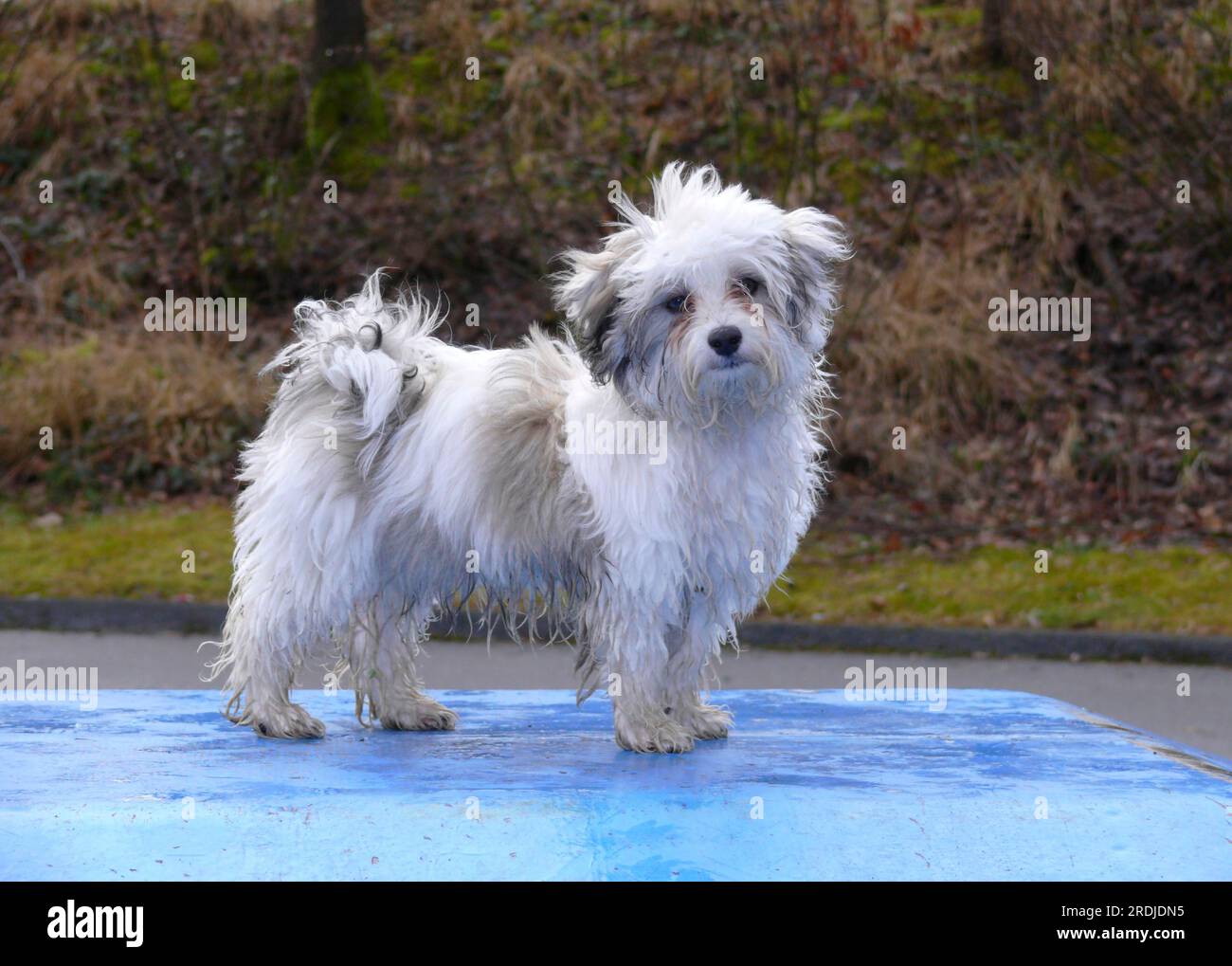 Havanese puppy, Bichon Havanais, Bichon Habanero, Havanese, FCI ...
