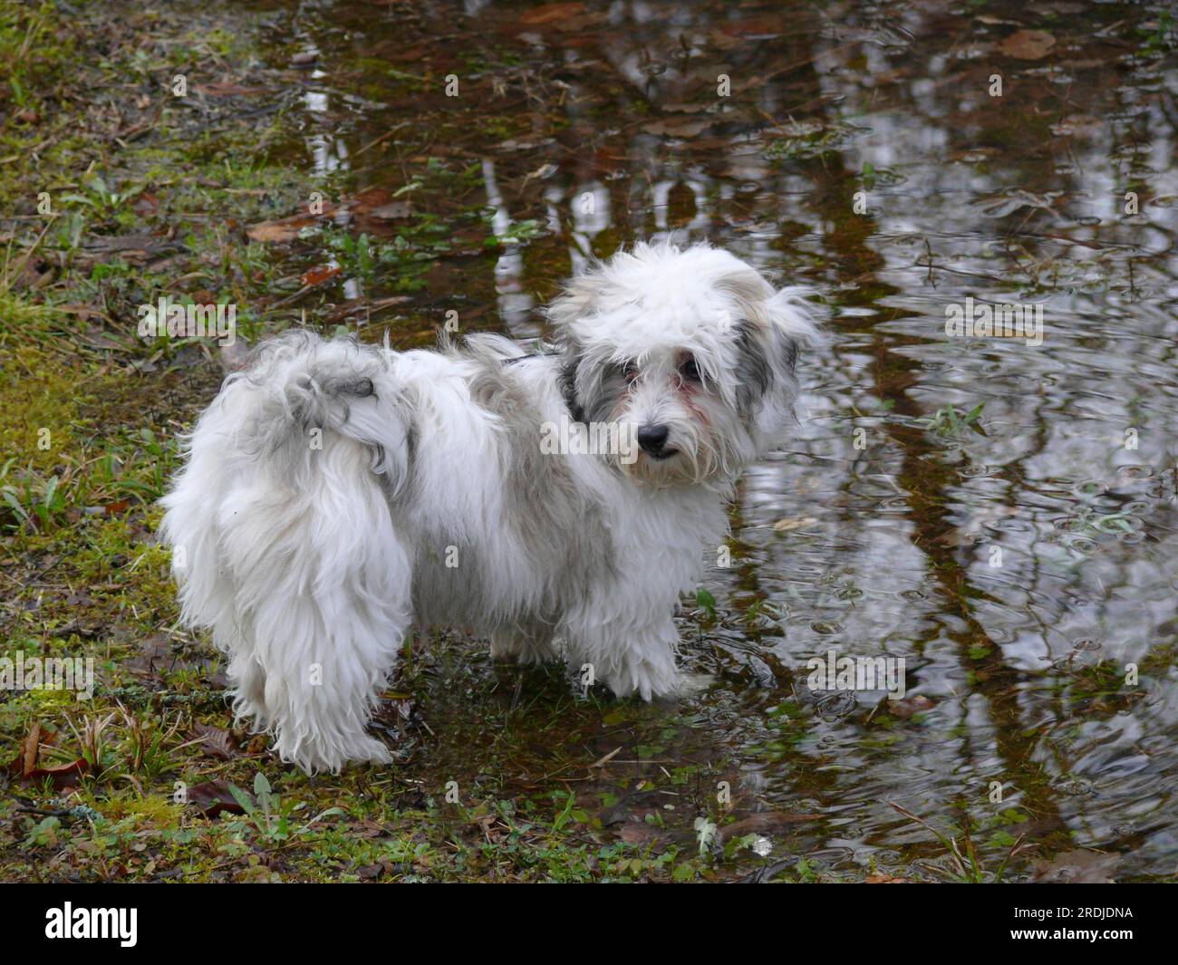 Havanese- Puppy at the pond, Bichon Havanais, Bichon Habanero, Havanese ...