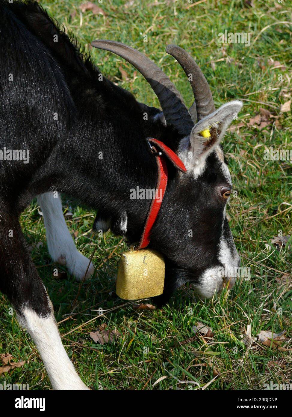 Goat black and white, Goat with bell Stock Photo - Alamy