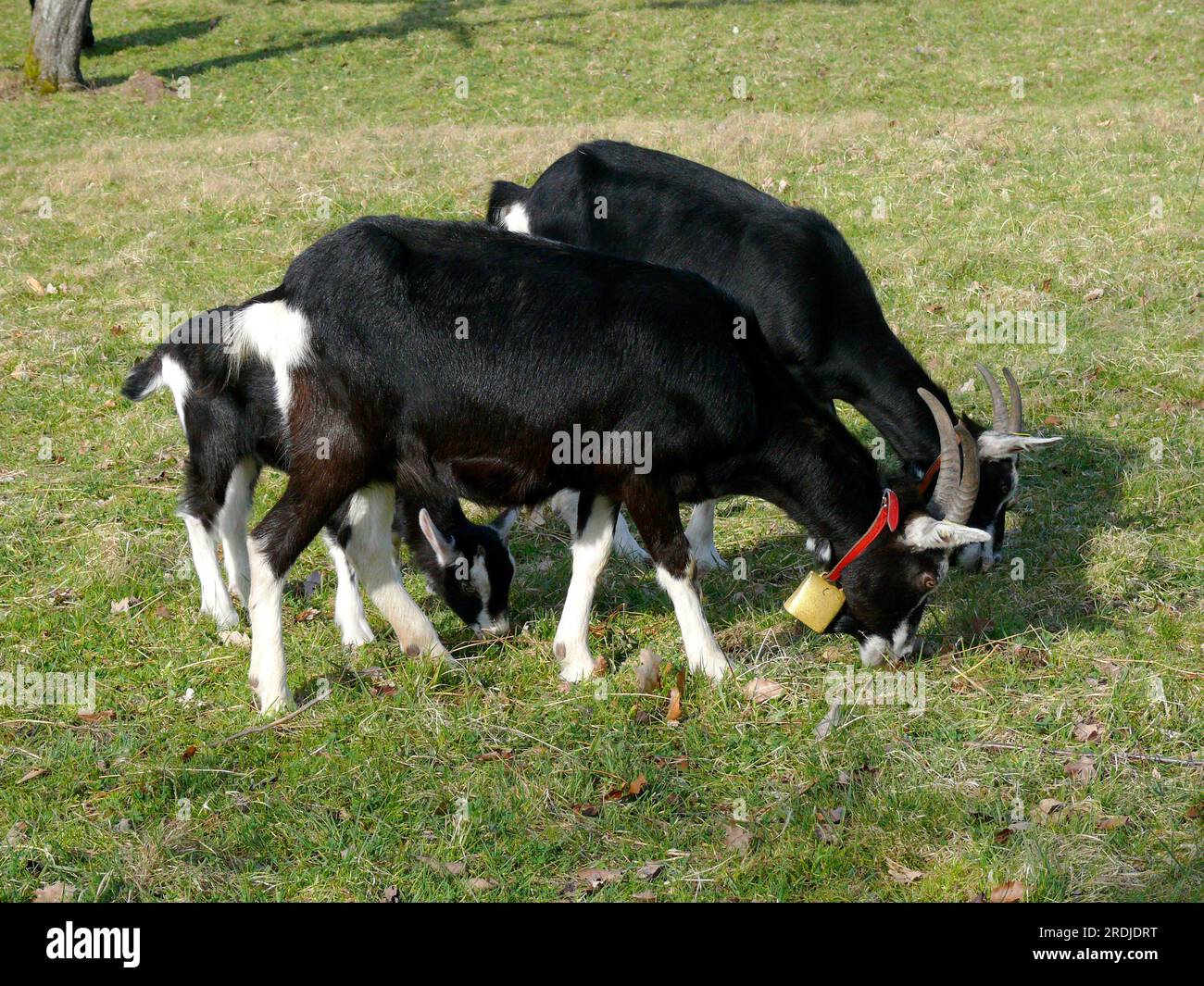 Young goat in the meadow, black and white, goat with bell, with mother ...