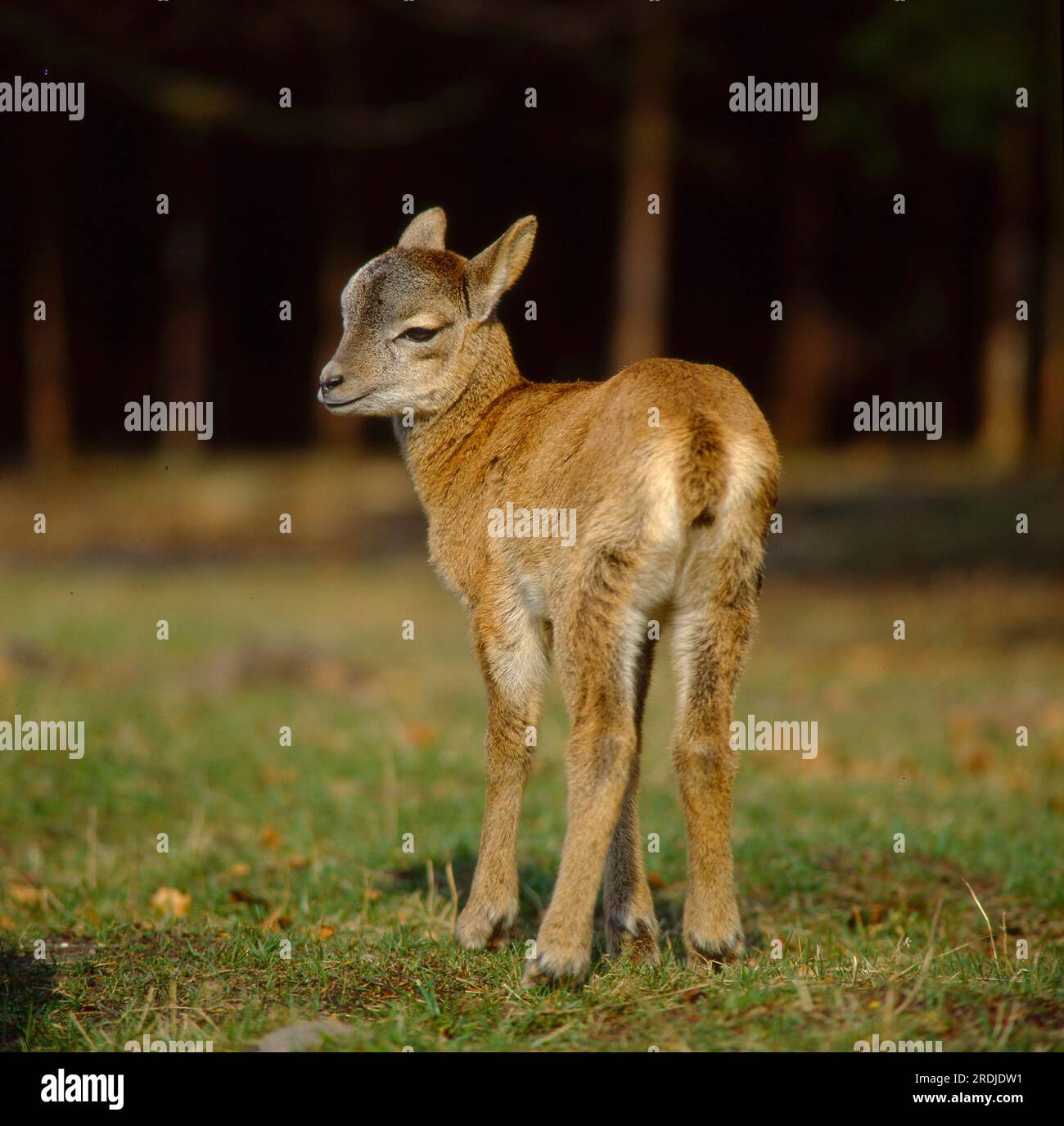 Argali (Ovis ammon), juvenile, European mouflon (Ovis orientalis ...