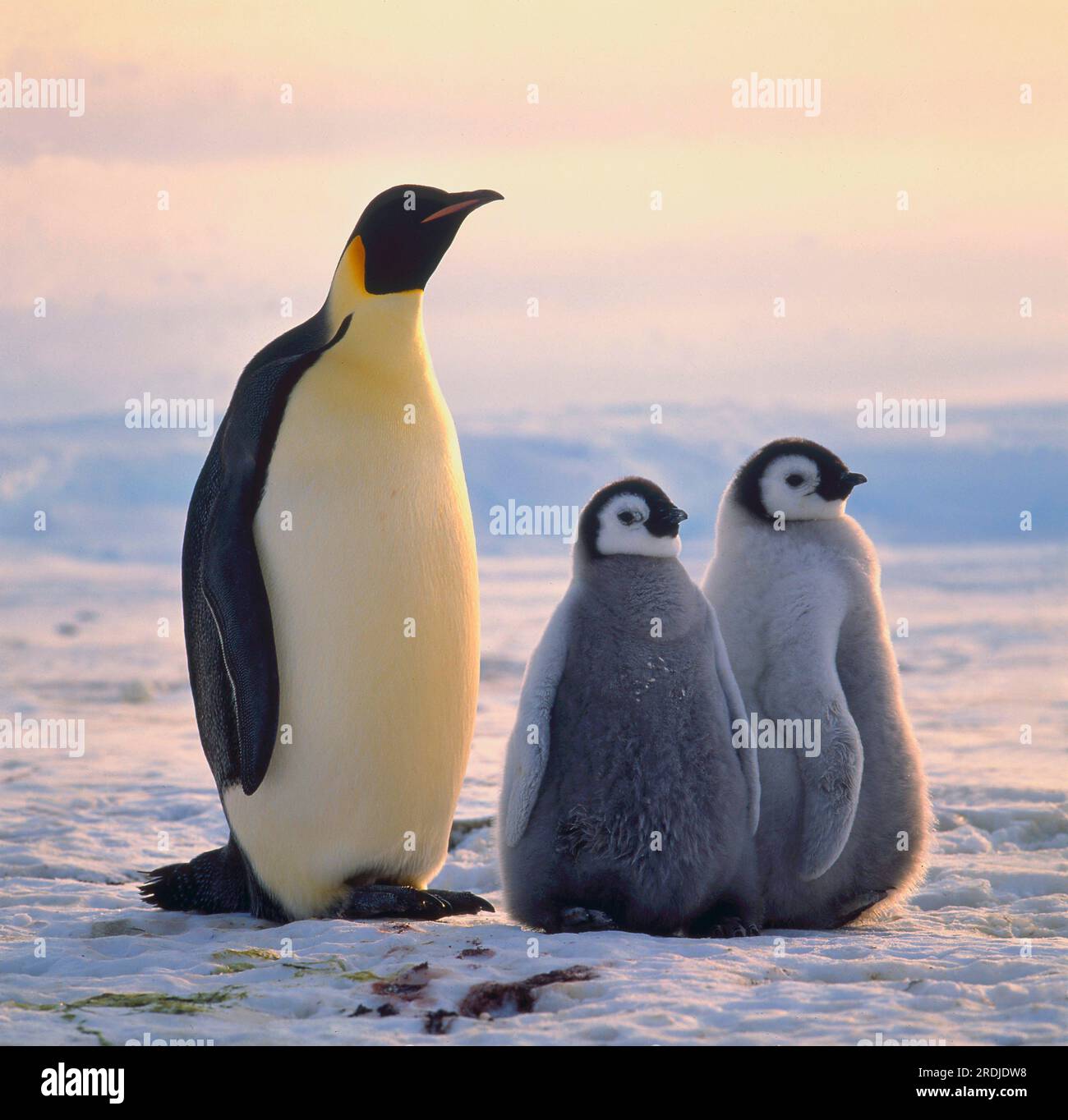 Female forsteri group hi-res stock photography and images - Alamy