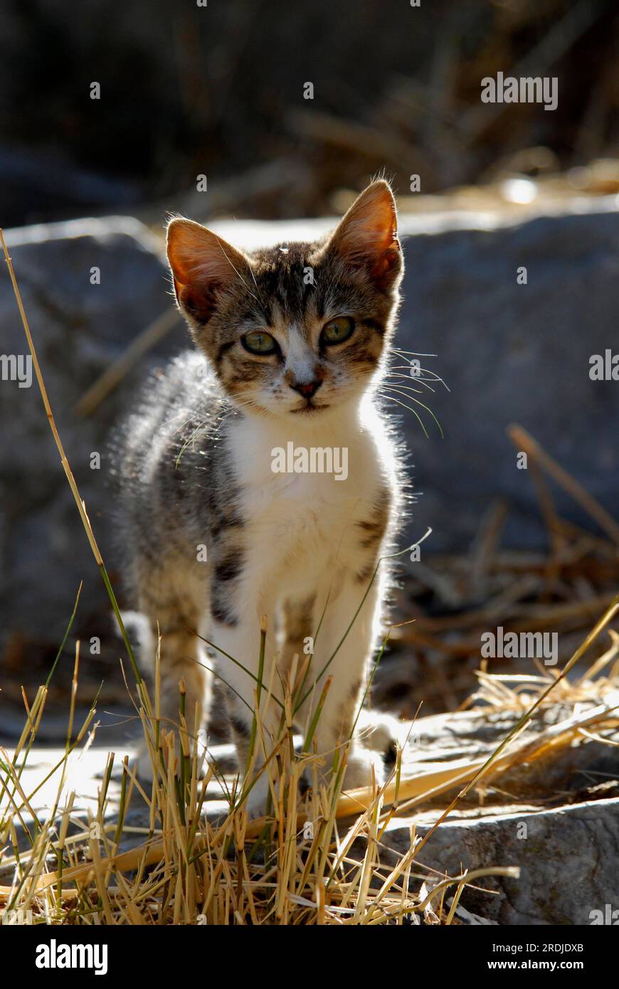 Young domestic kitten, tabby and white, standing on a rock, Tinos ...