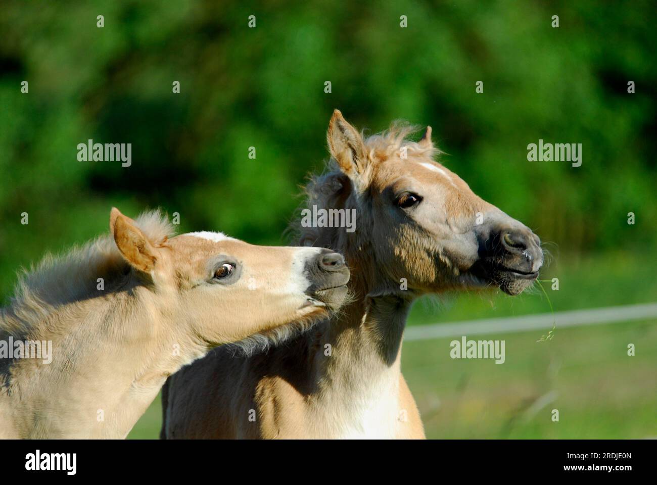 Haflinger foal, mare and stallion, playing together (Equus przewalskii ...