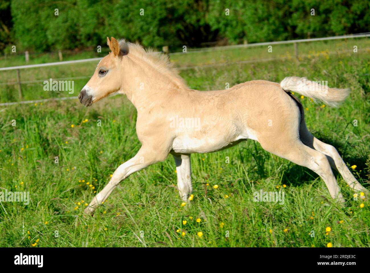 Haflinger foal, 5 weeks old, colt, galloping across a meadow in ...