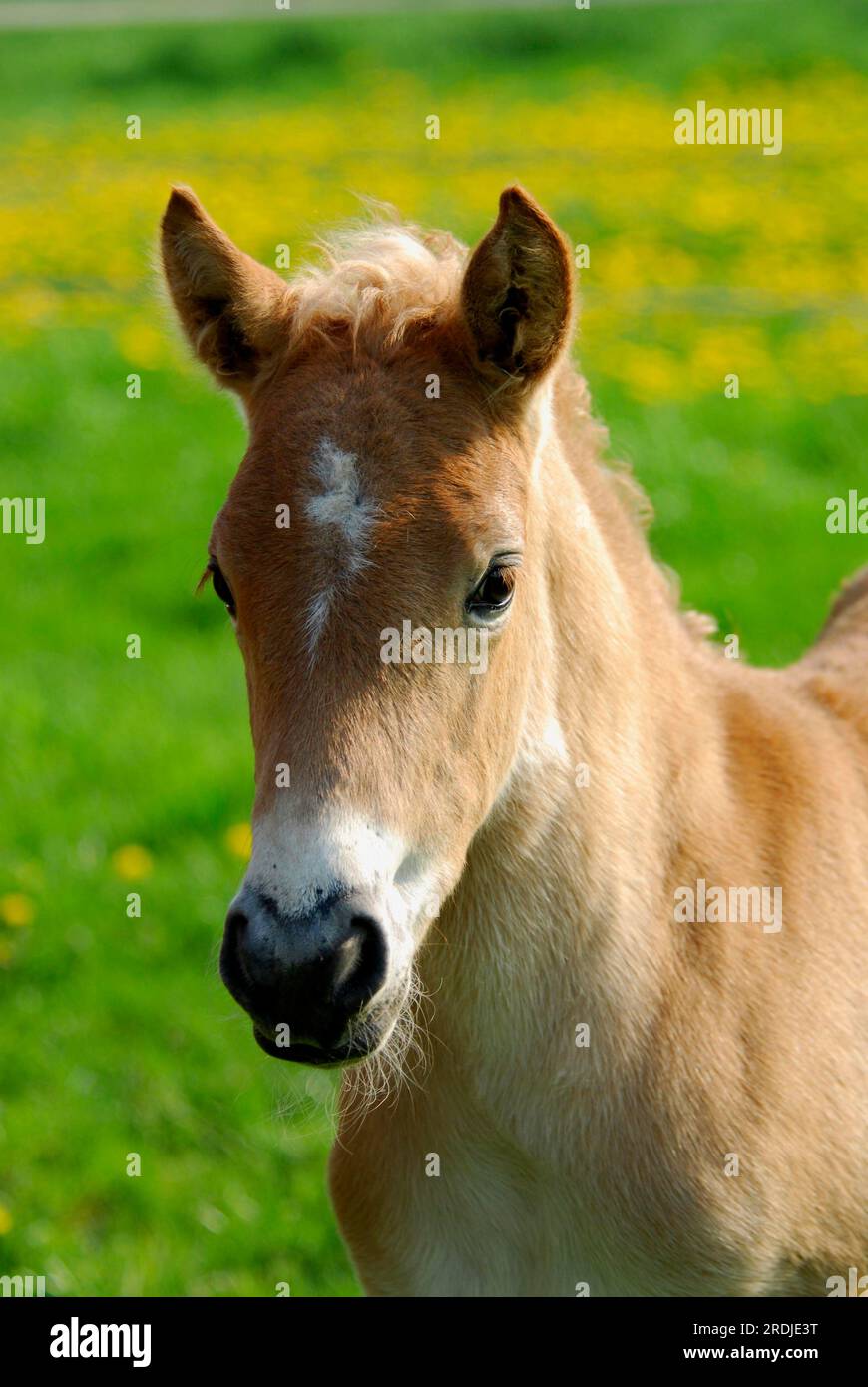 Haflinger foal, 3 weeks old, mare, przewalski's horse (Equus ...
