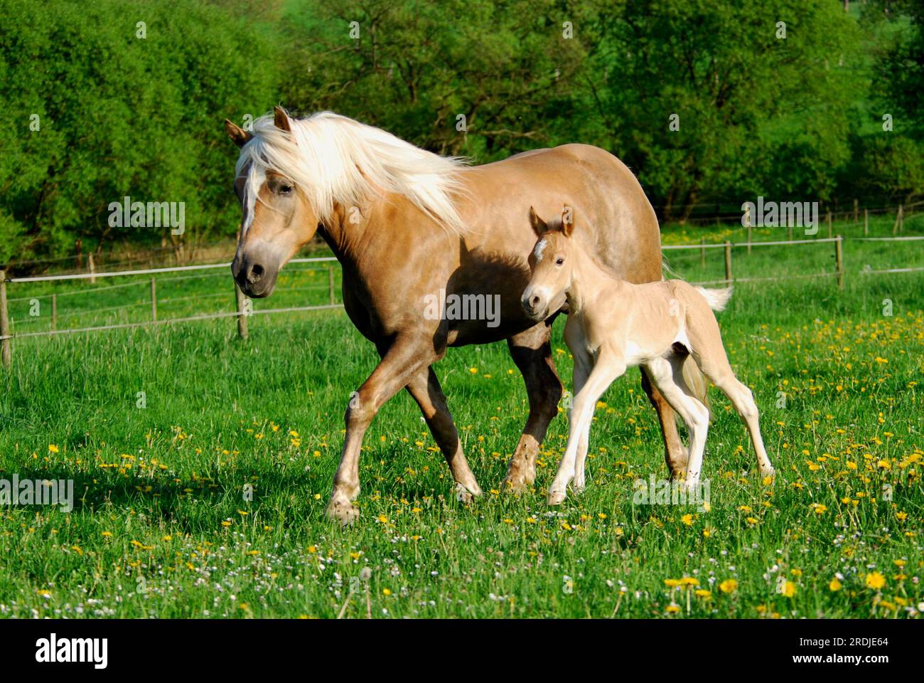 Haflinger, mare with colt, 3 days old, running side by side across a meadow (Equus przewalskii ...