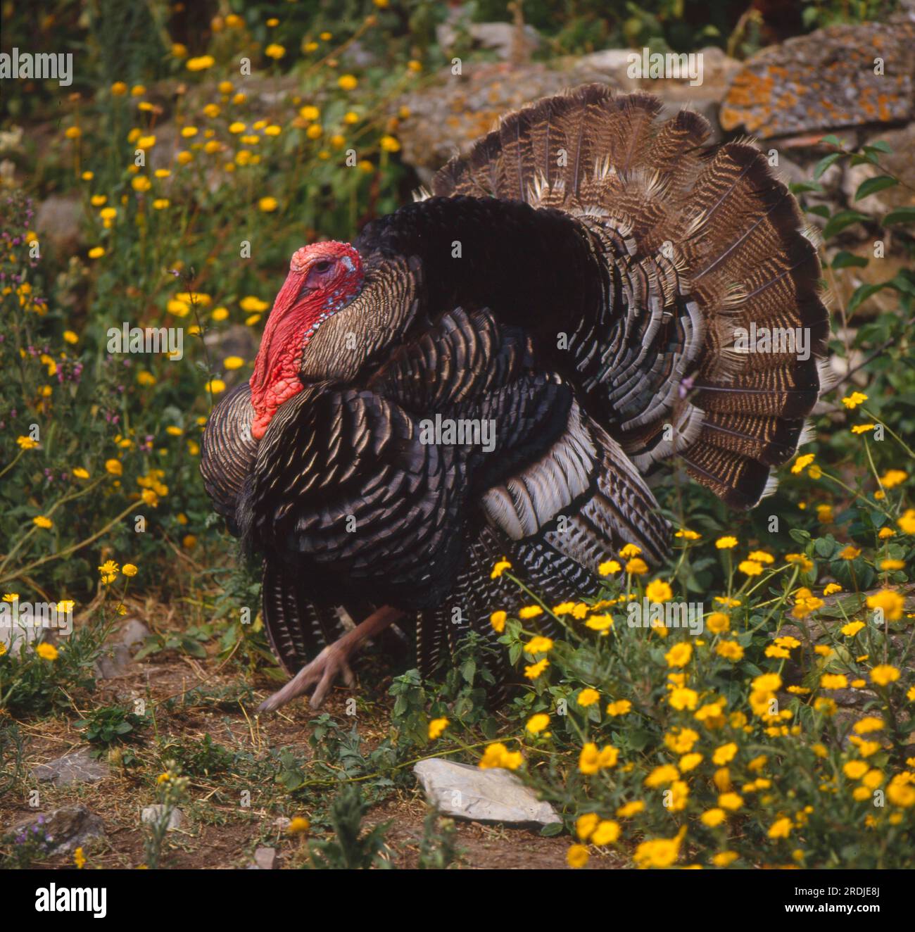 Common turkey (Meleagris gallopavo) Turkey Stock Photo - Alamy
