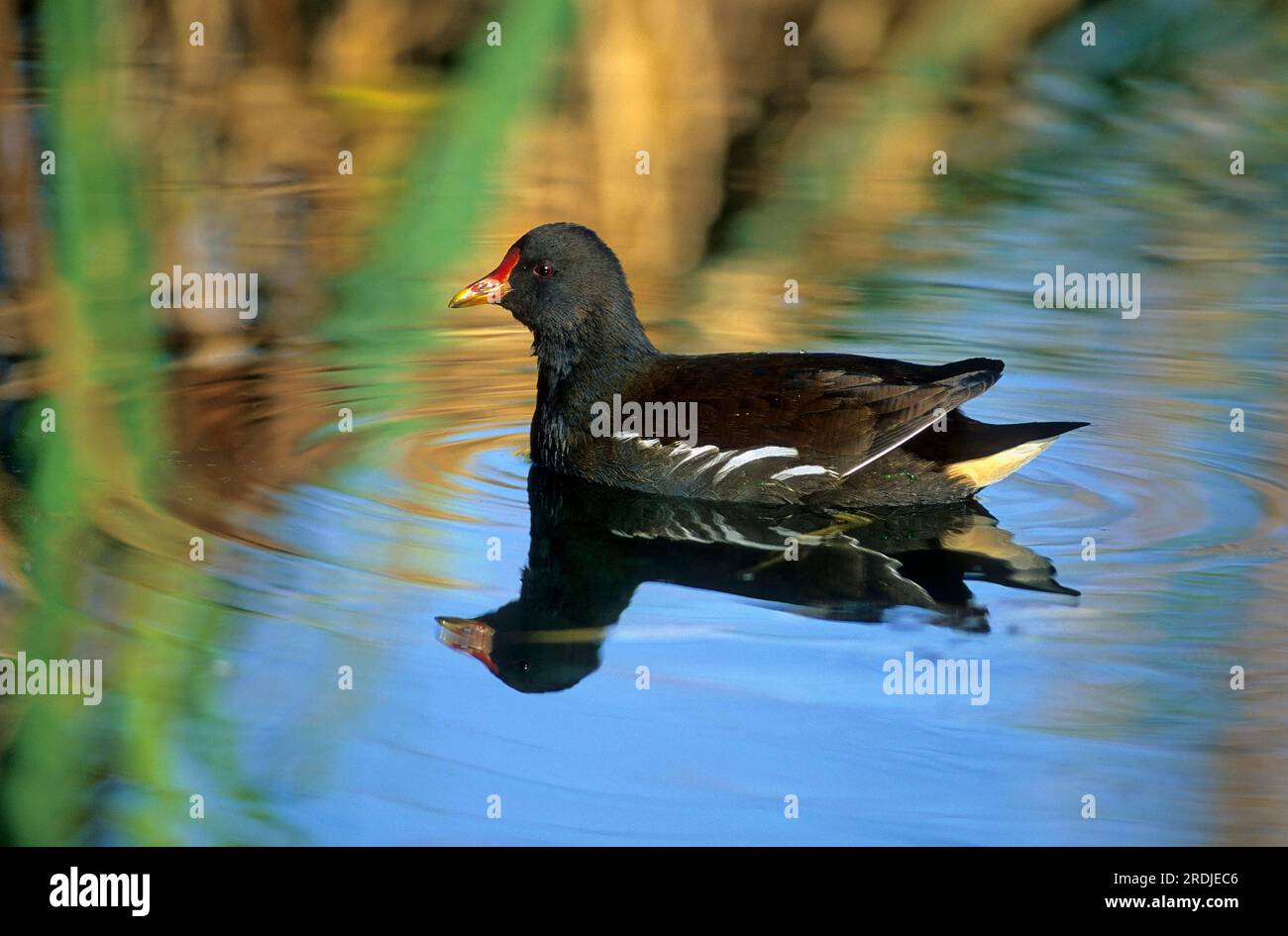 Common moorhen (Gallinula chloropus), Moorhen foraging for food Stock ...