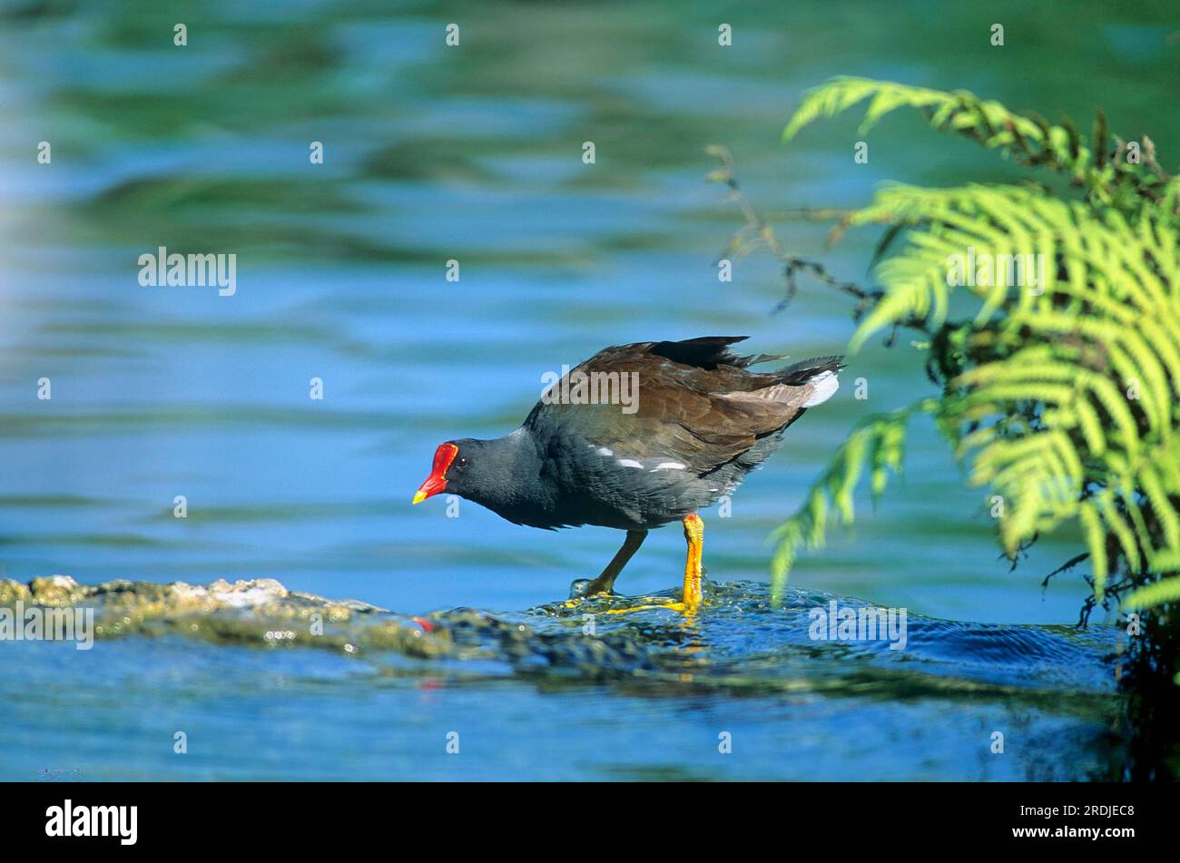 Common moorhen (Gallinula chloropus Stock Photo - Alamy