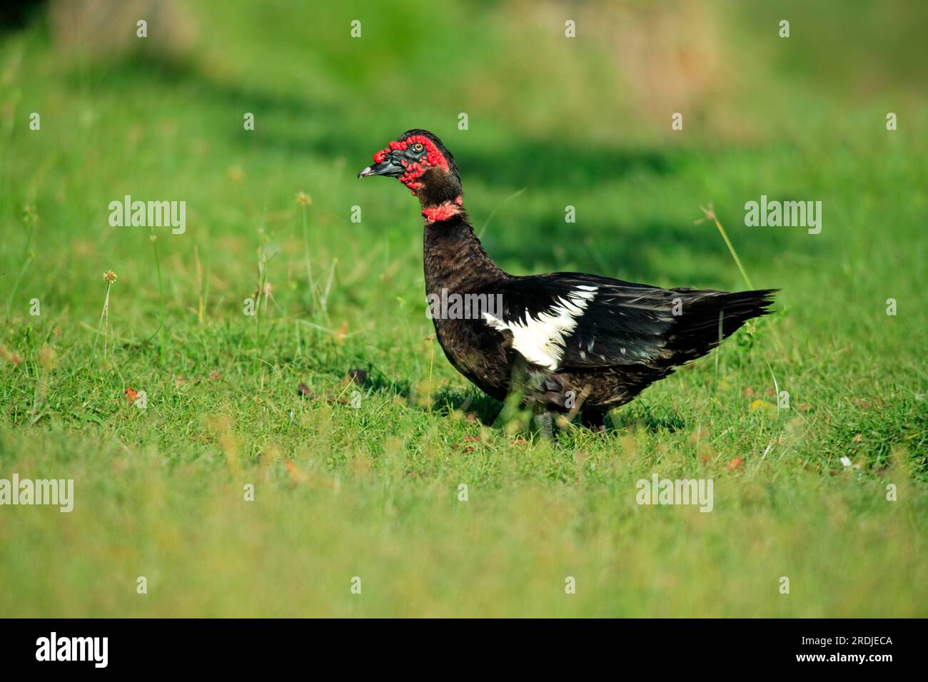 Muscovy duck (Cairina moschata), Pantanal, Brazil, adult, male, drake ...