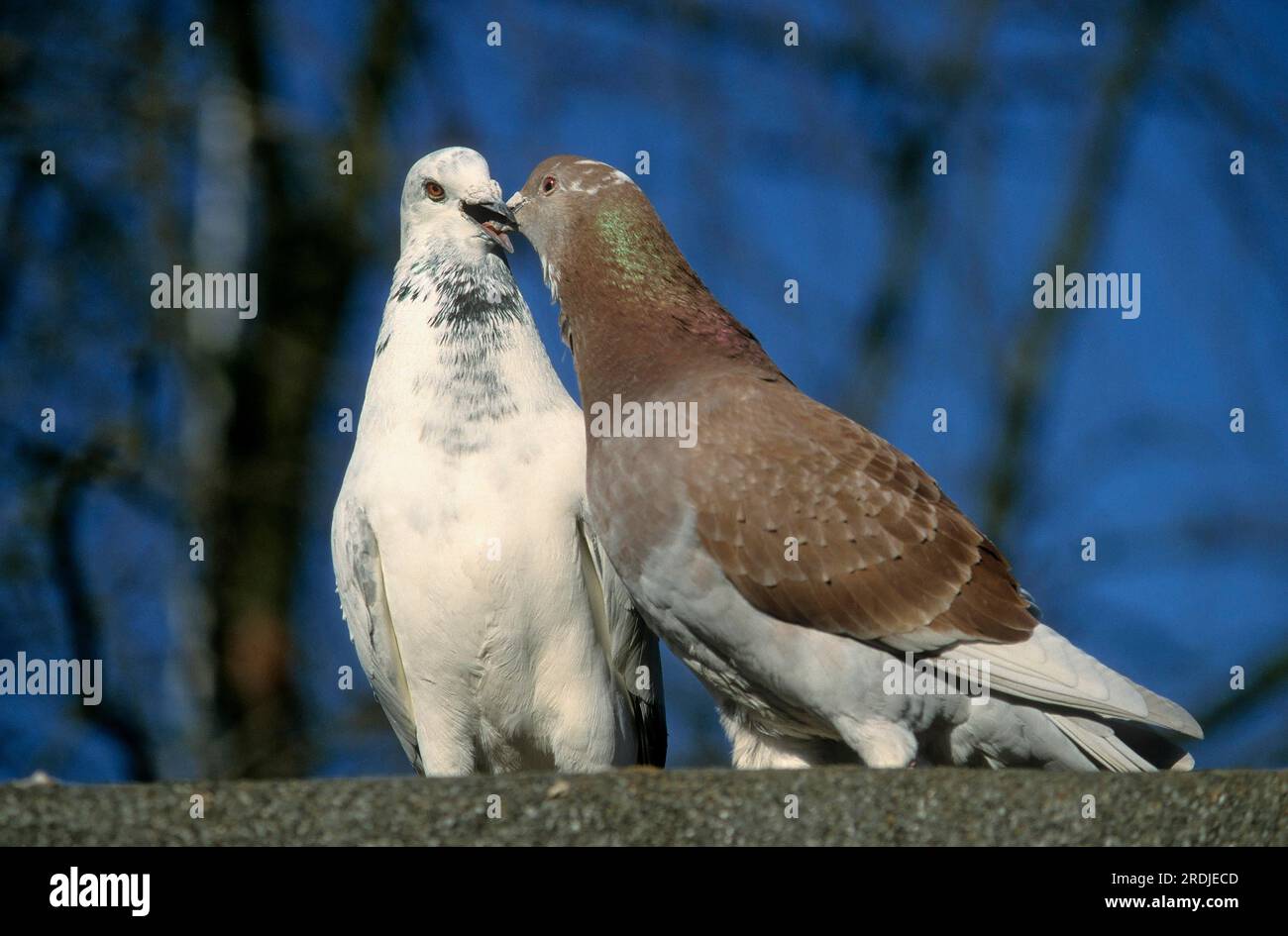 Cooing bird hi-res stock photography and images - Alamy