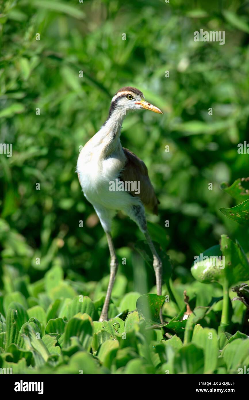 Wattled jacana (Jacana jacana), Pantanal, Brazil, young bird, not ...