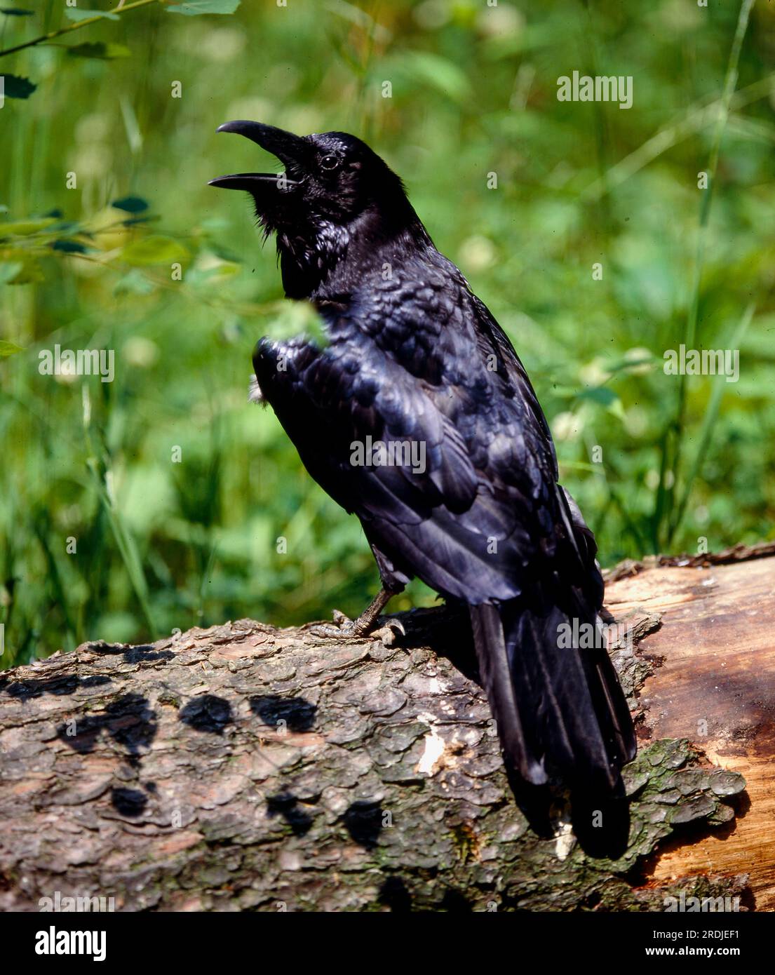 Common raven (Corvus corax Stock Photo - Alamy