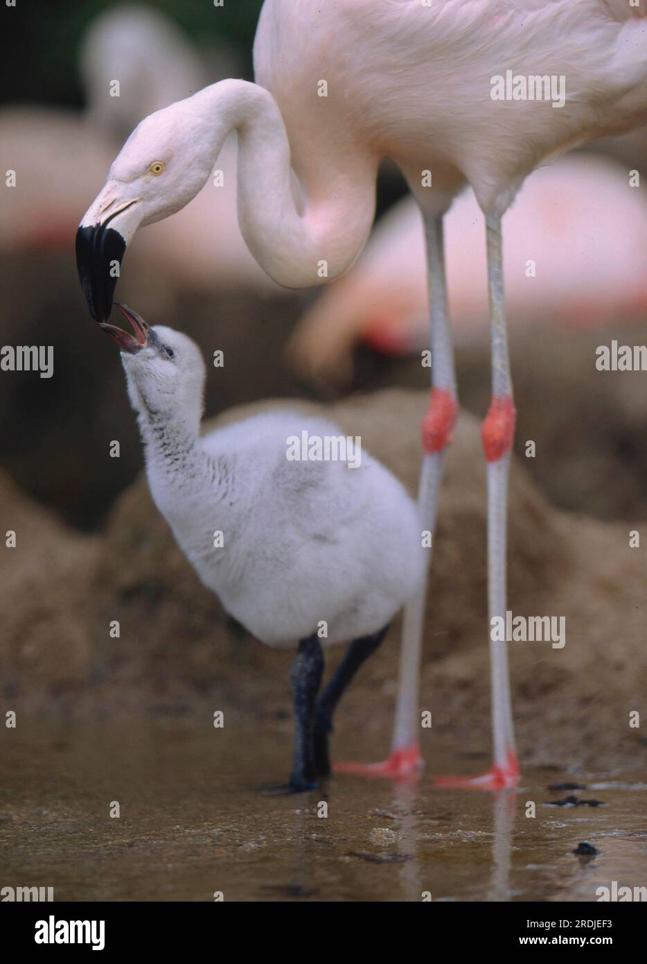 Flamingo juvenile wildlife hi-res stock photography and images - Alamy