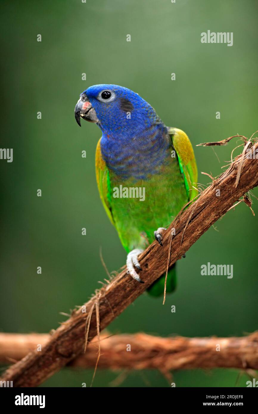 Blue-headed parrot (Pionus menstruus), Pantanal, Brazil, Adult, on tree ...