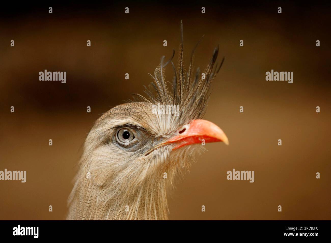 Red-legged Seriema (Cariama cristata), Pantanal, Brazil, Adult ...