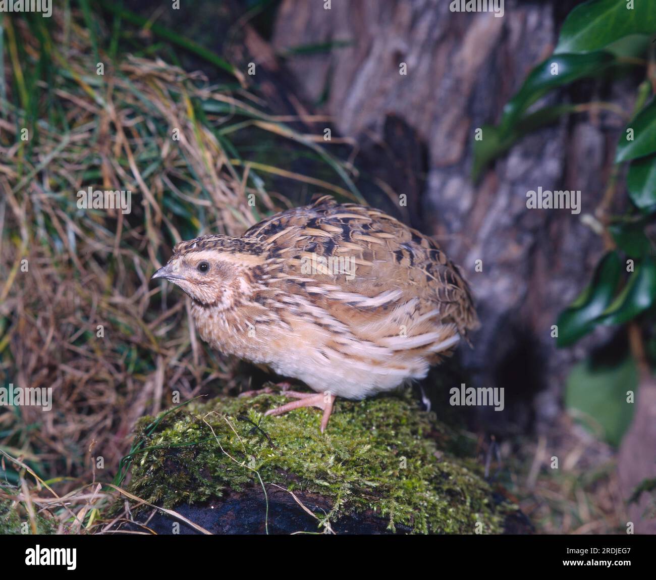 Common quail (Coturnix coturnix) on mossy forest floor Stock Photo - Alamy