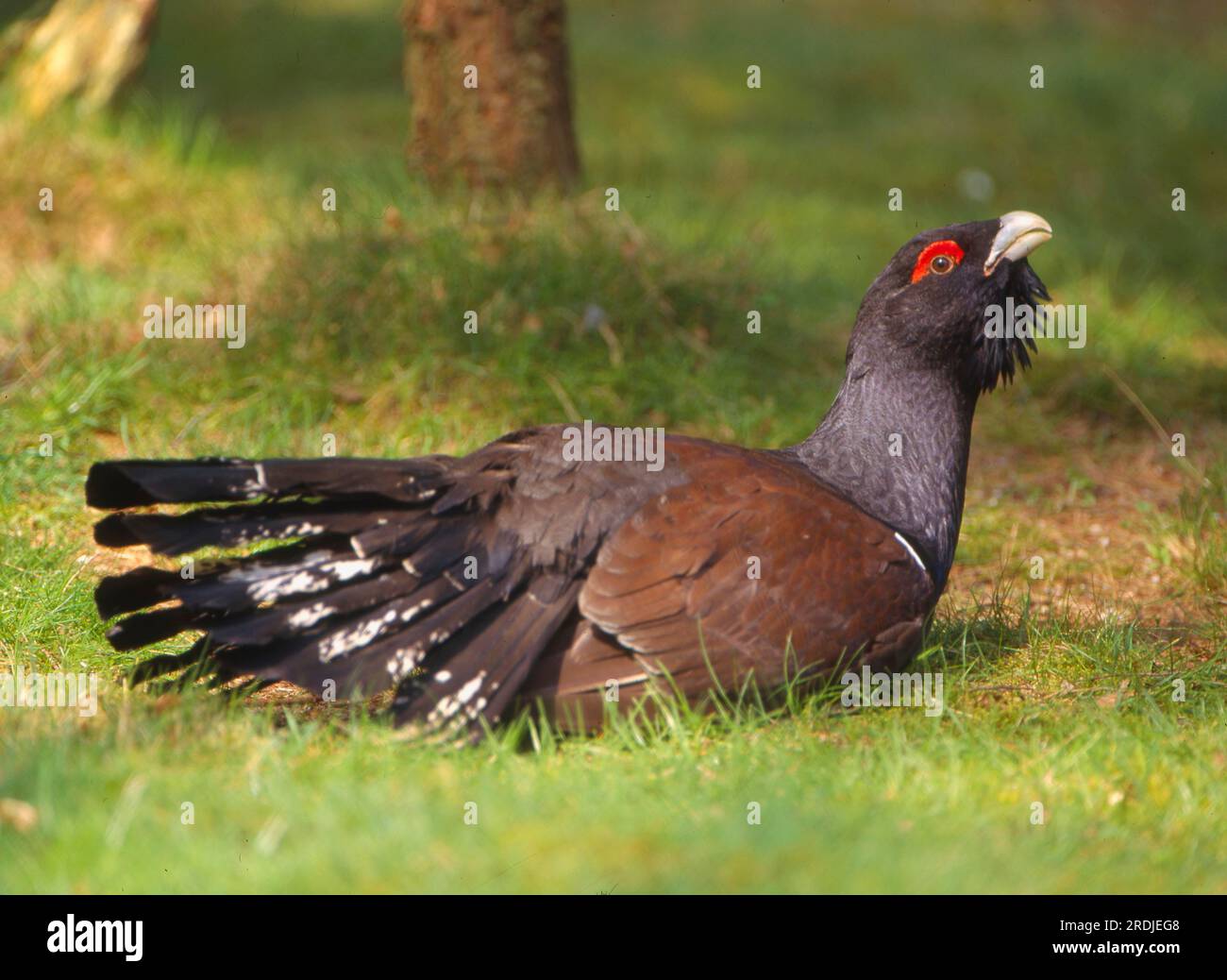Common turkey (Meleagris gallopavo) Turkey Stock Photo - Alamy