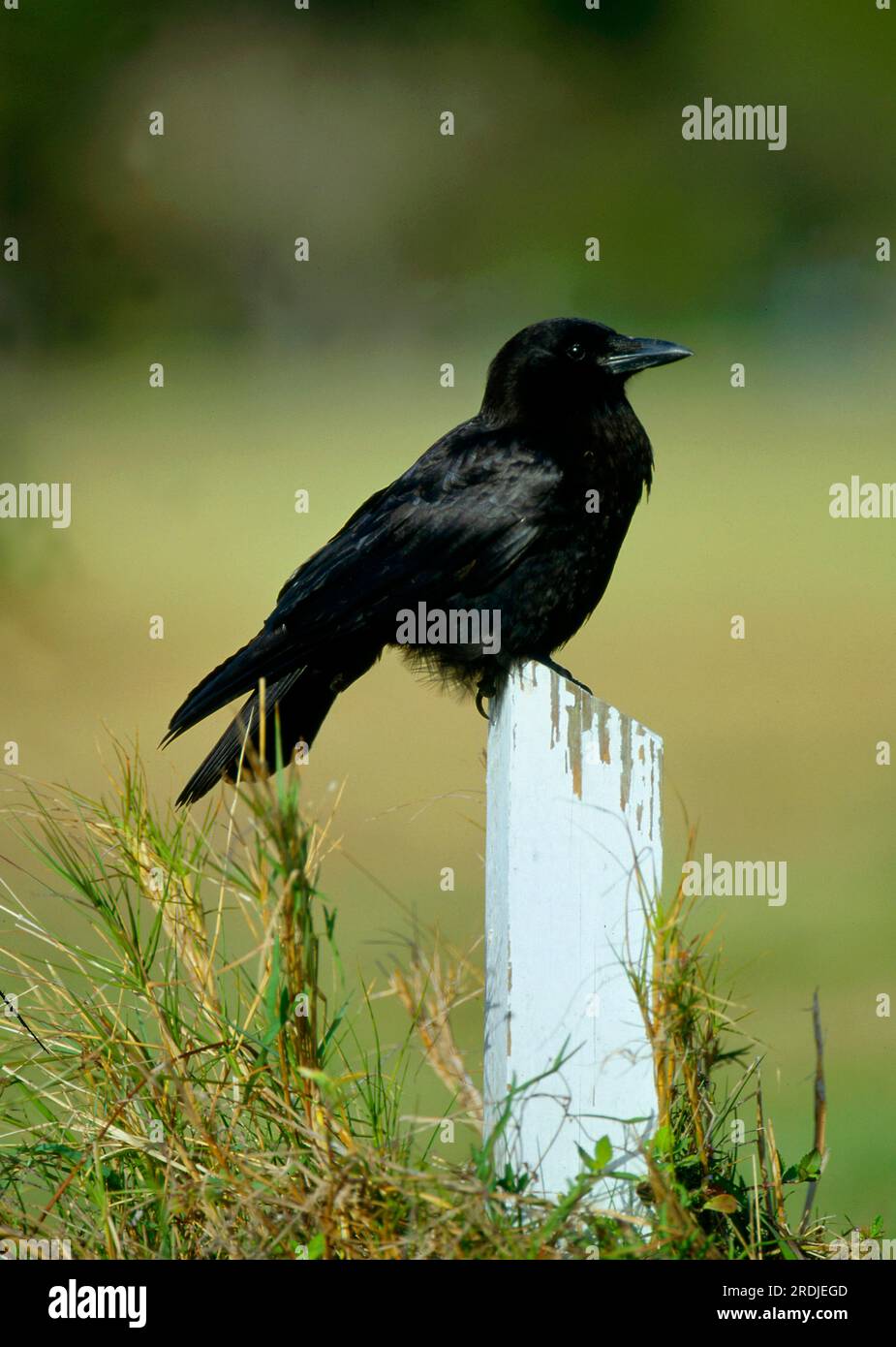 Carrion crow (Corvus corone), carrion crow Stock Photo - Alamy