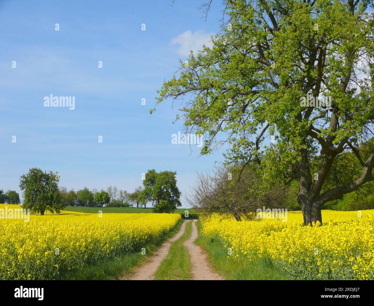 Field path, landscape near Neulingen, district of Pforzheim in spring ...