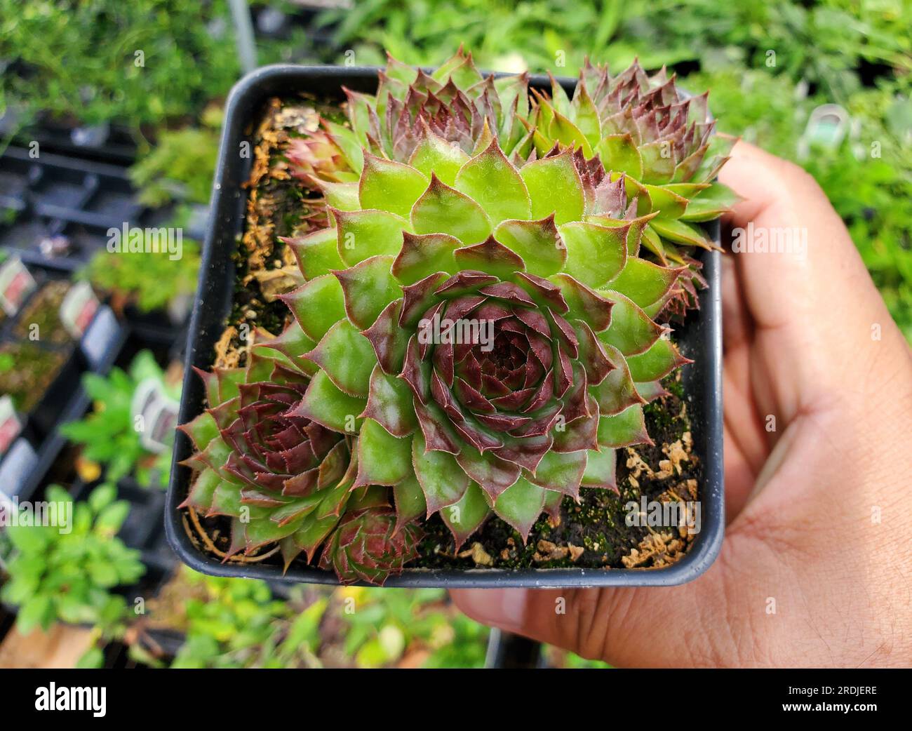 Black Hens and Chicks, a mounding growing perennial plants Stock Photo ...