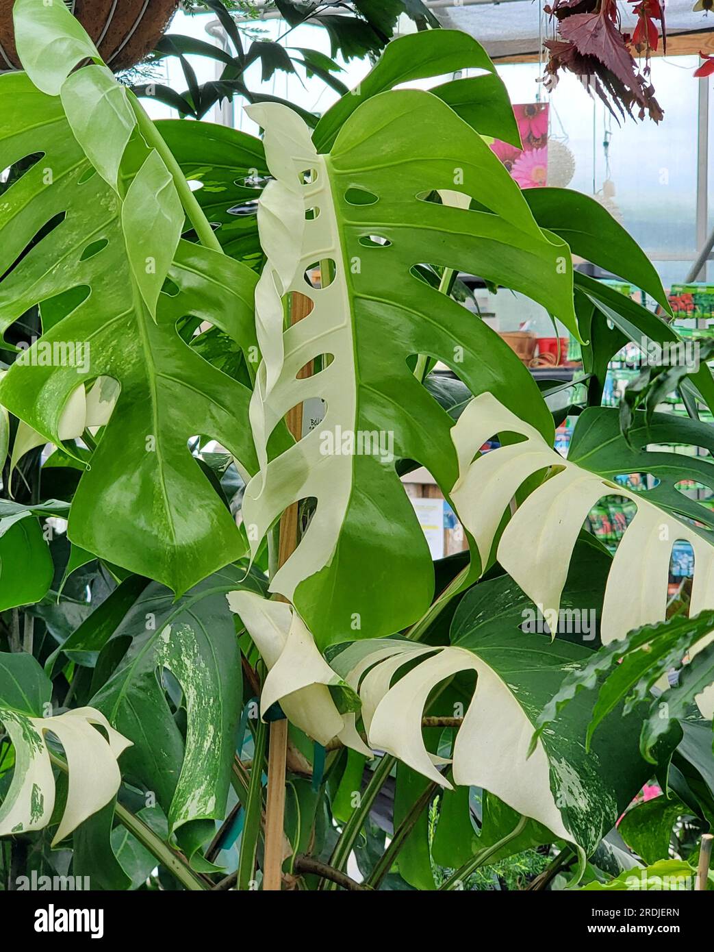 Beautiful green and white variegated leaves of Monstera Albo Borsigiana ...