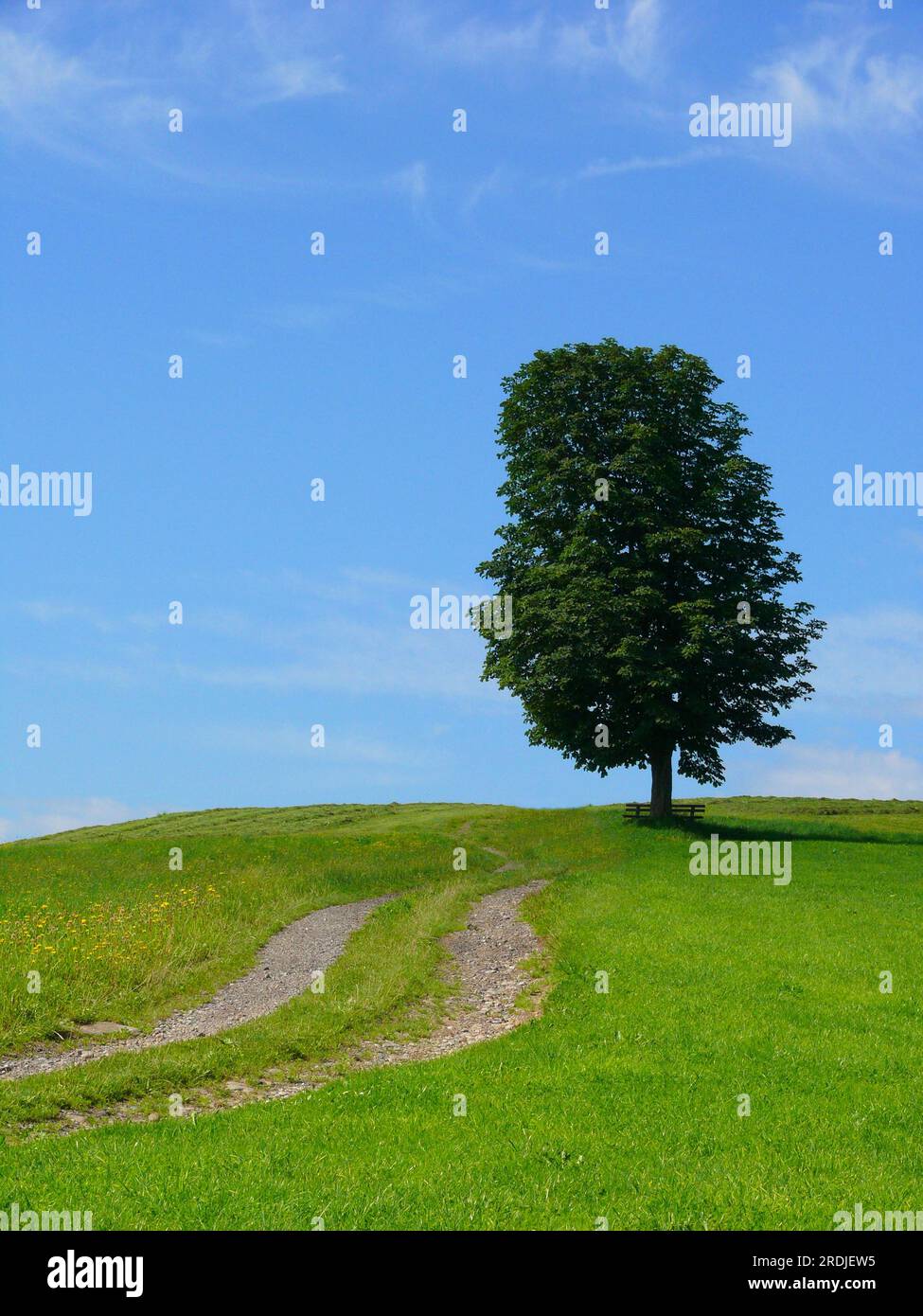 Free-standing tree in the Allgaeu, field path with chestnut tree Stock ...